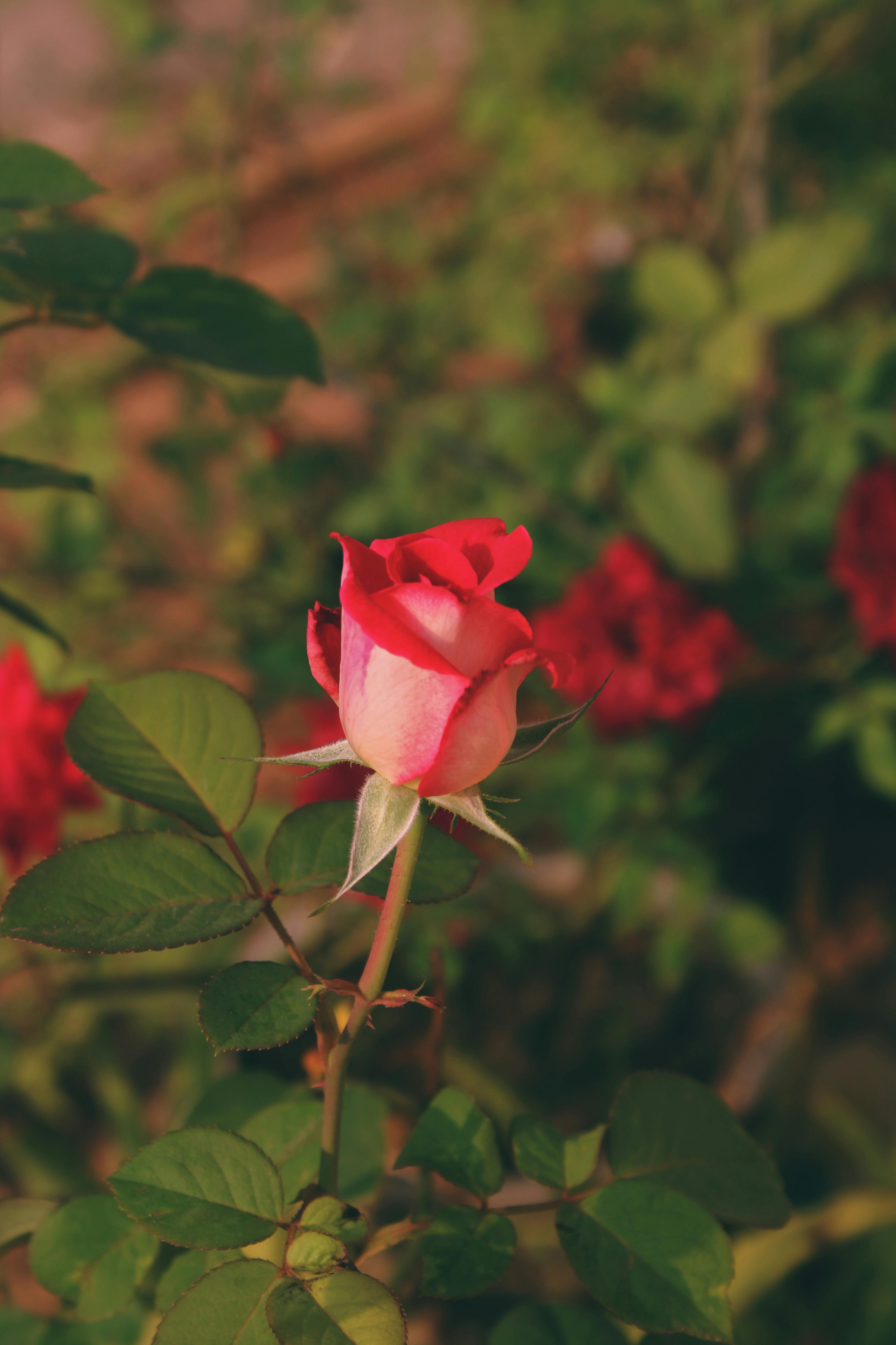 Fuchsia Rose in Bloom in Close Up Photography · Free Stock Photo