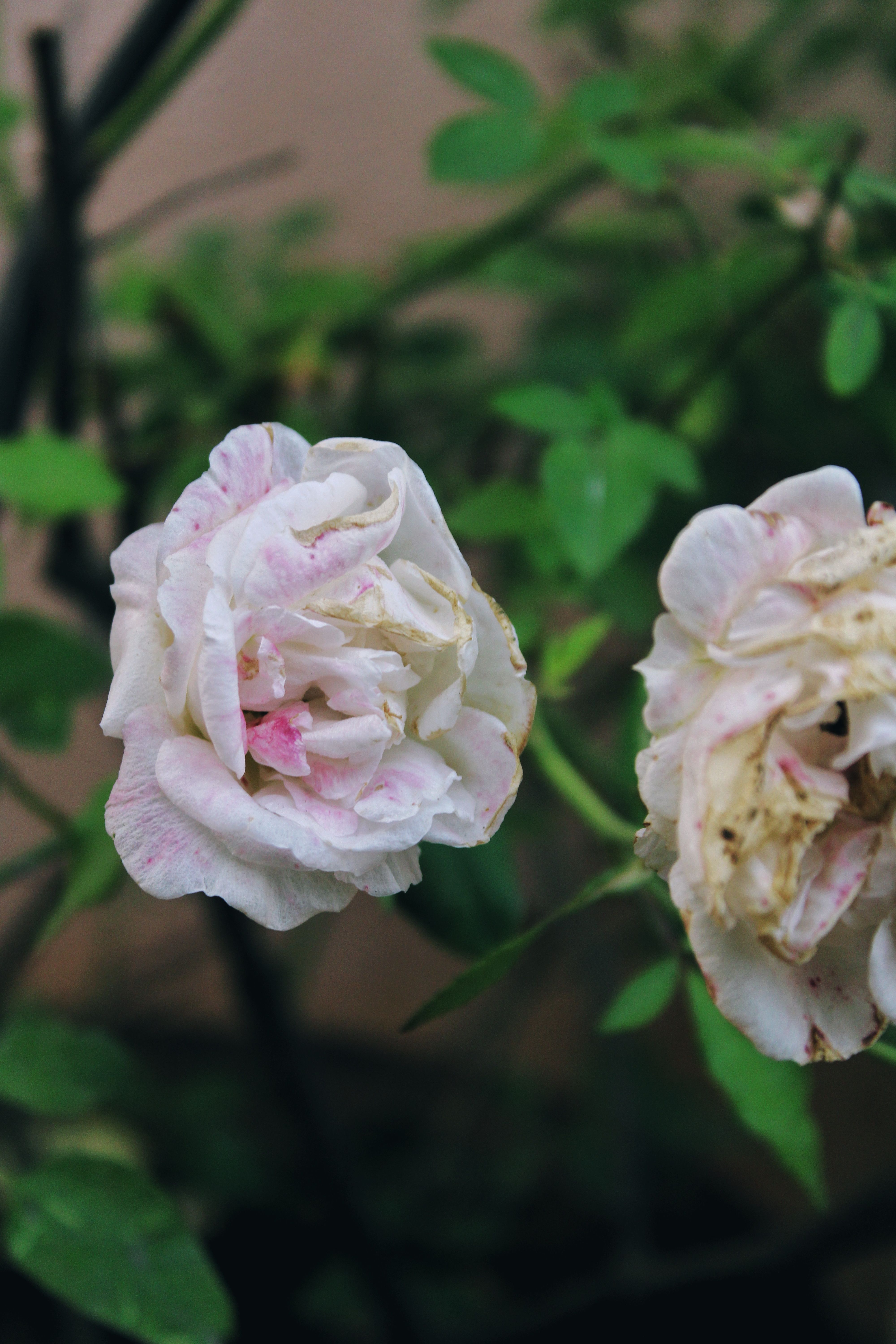 Close-up of Withering White Roses in Indian Garden · Free Stock Photo