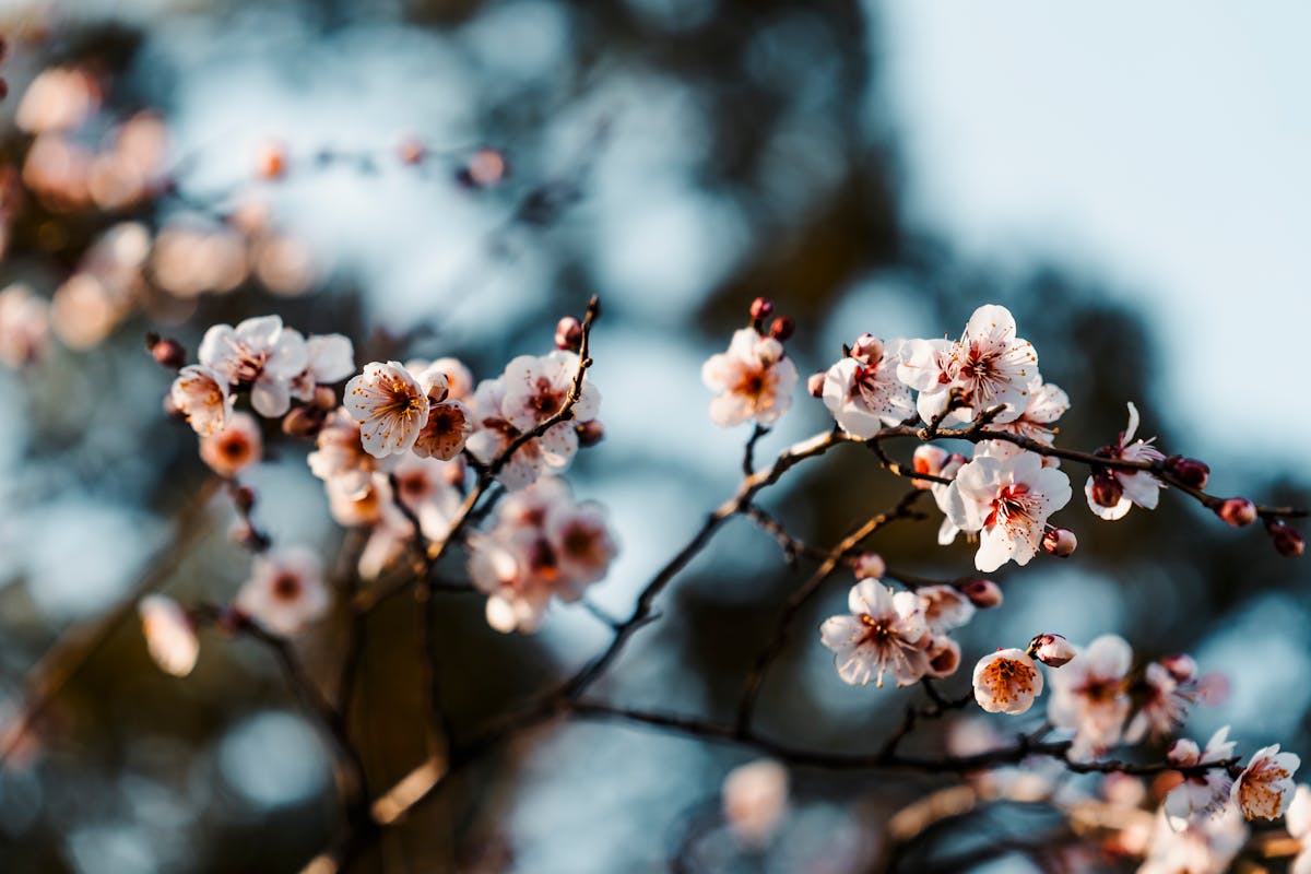 Yongfu Cherry Blossom Garden In Longyan Fujian China Photos, Download ...