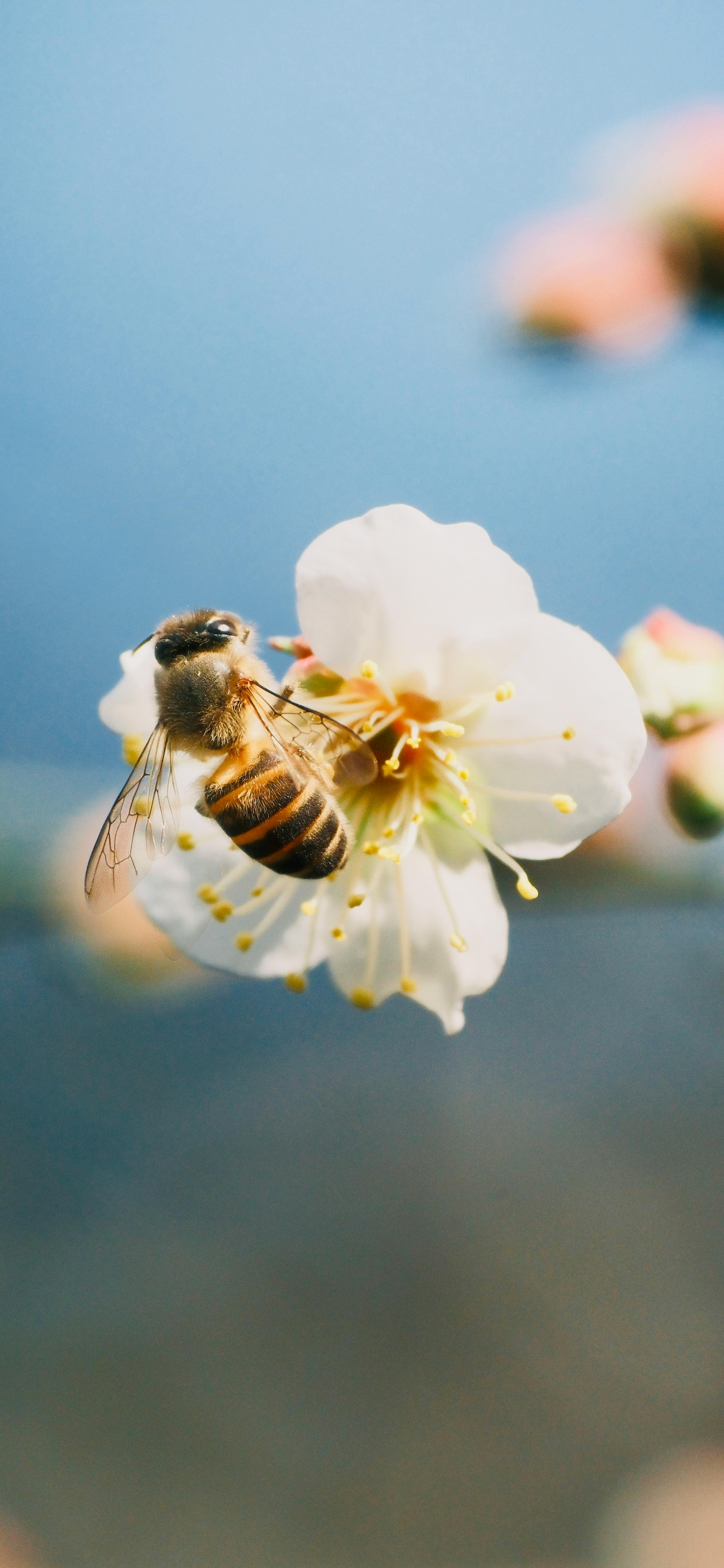 Bee Okien Photos, Download The BEST Free Bee Okien Stock Photos & HD Images