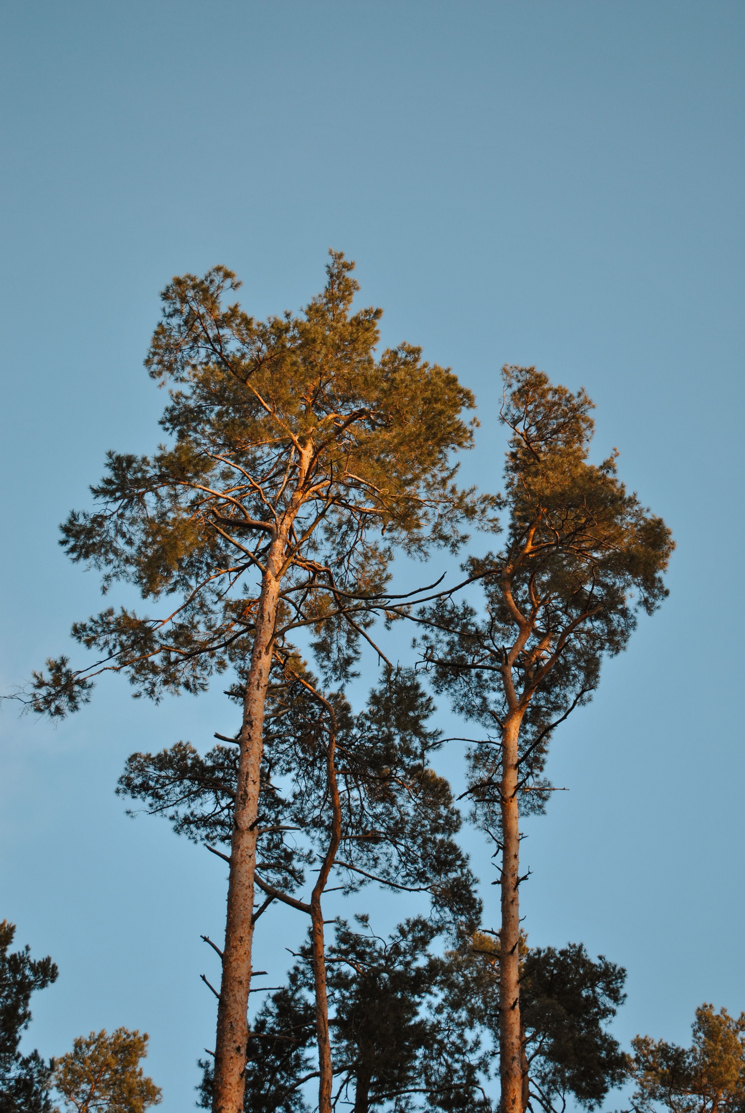 Tall Pine Trees Against a Clear Blue Sky · Free Stock Photo