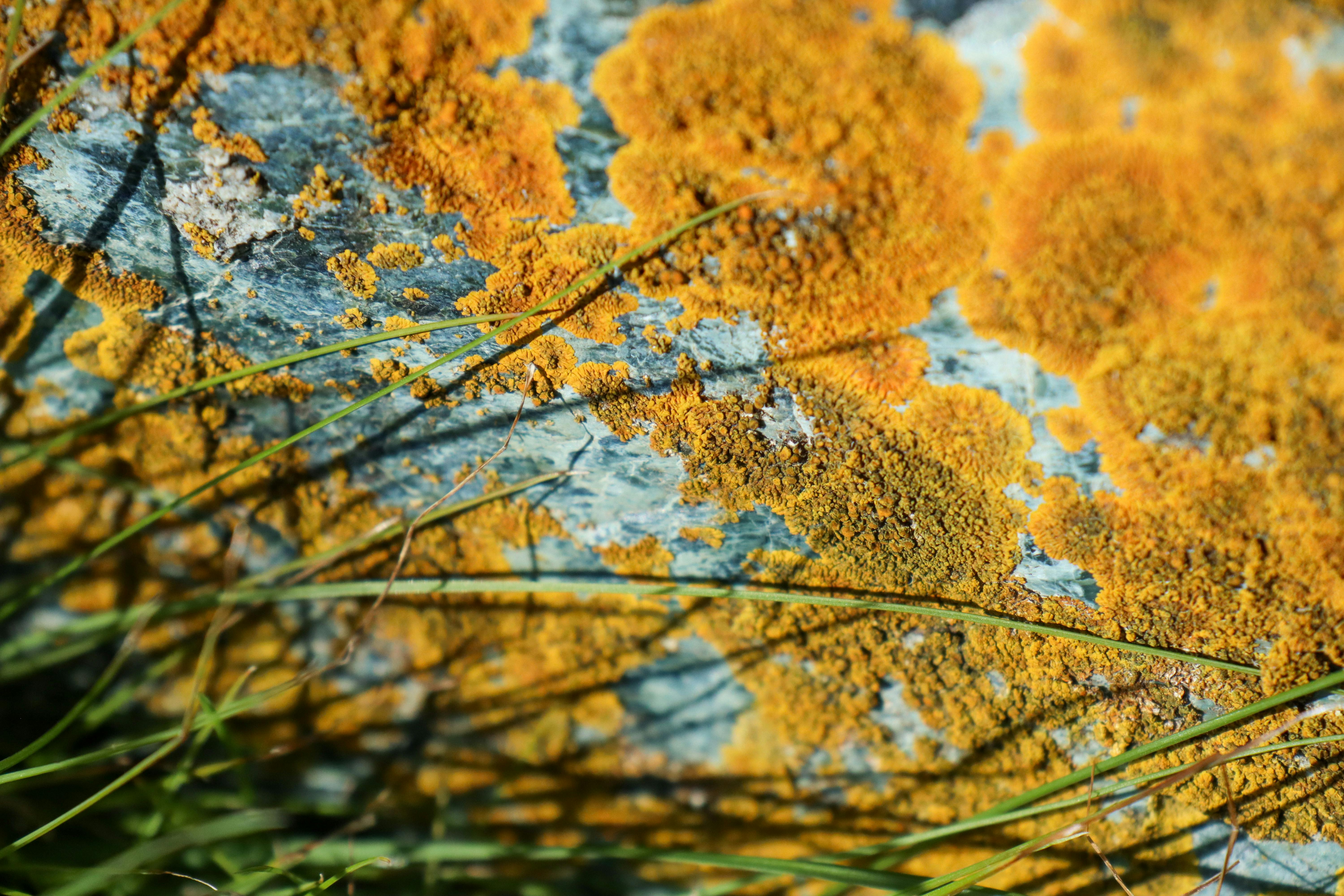 Vibrant Orange Lichen on Rock Close-up · Free Stock Photo