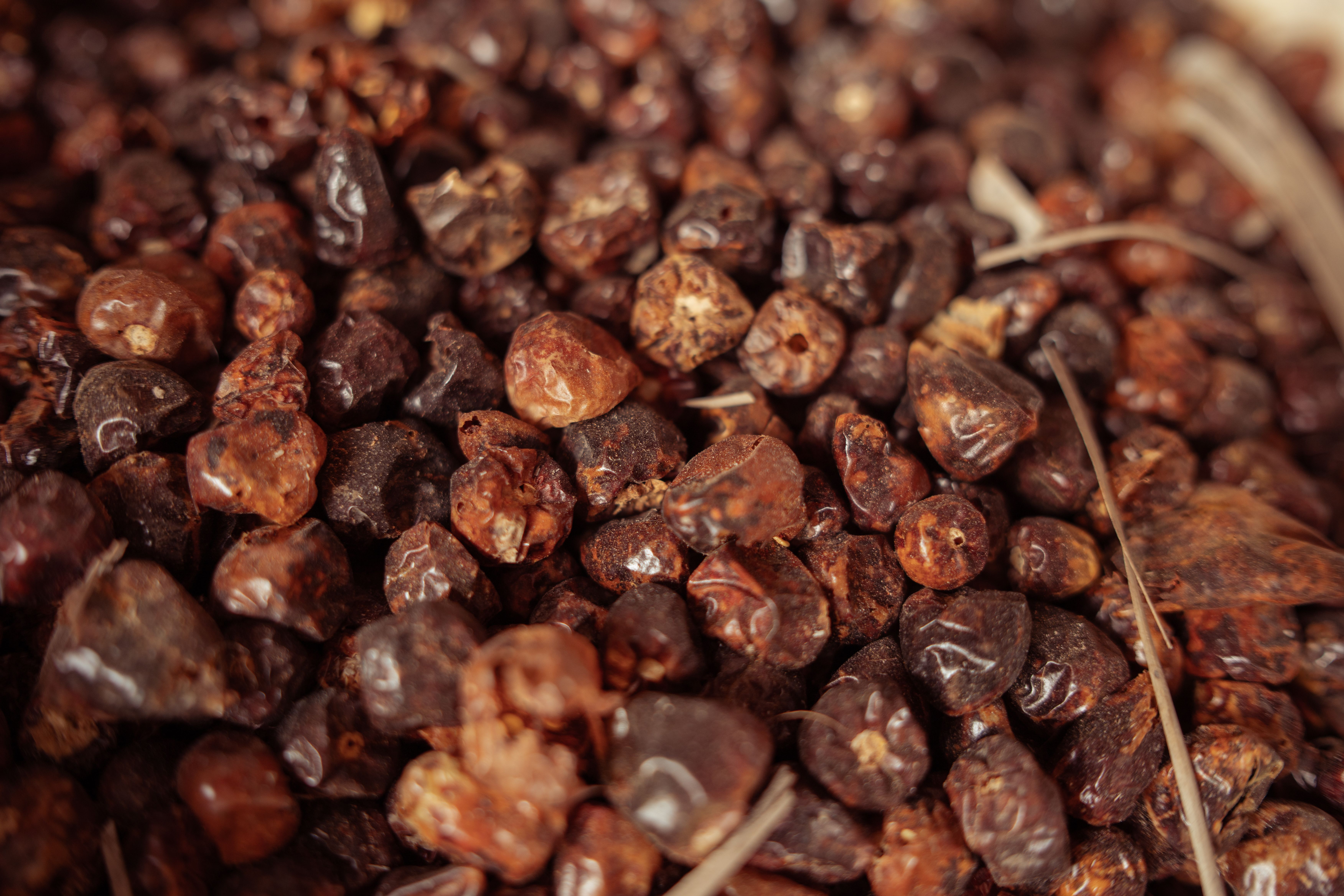 Close-up Photography of Seeds · Free Stock Photo