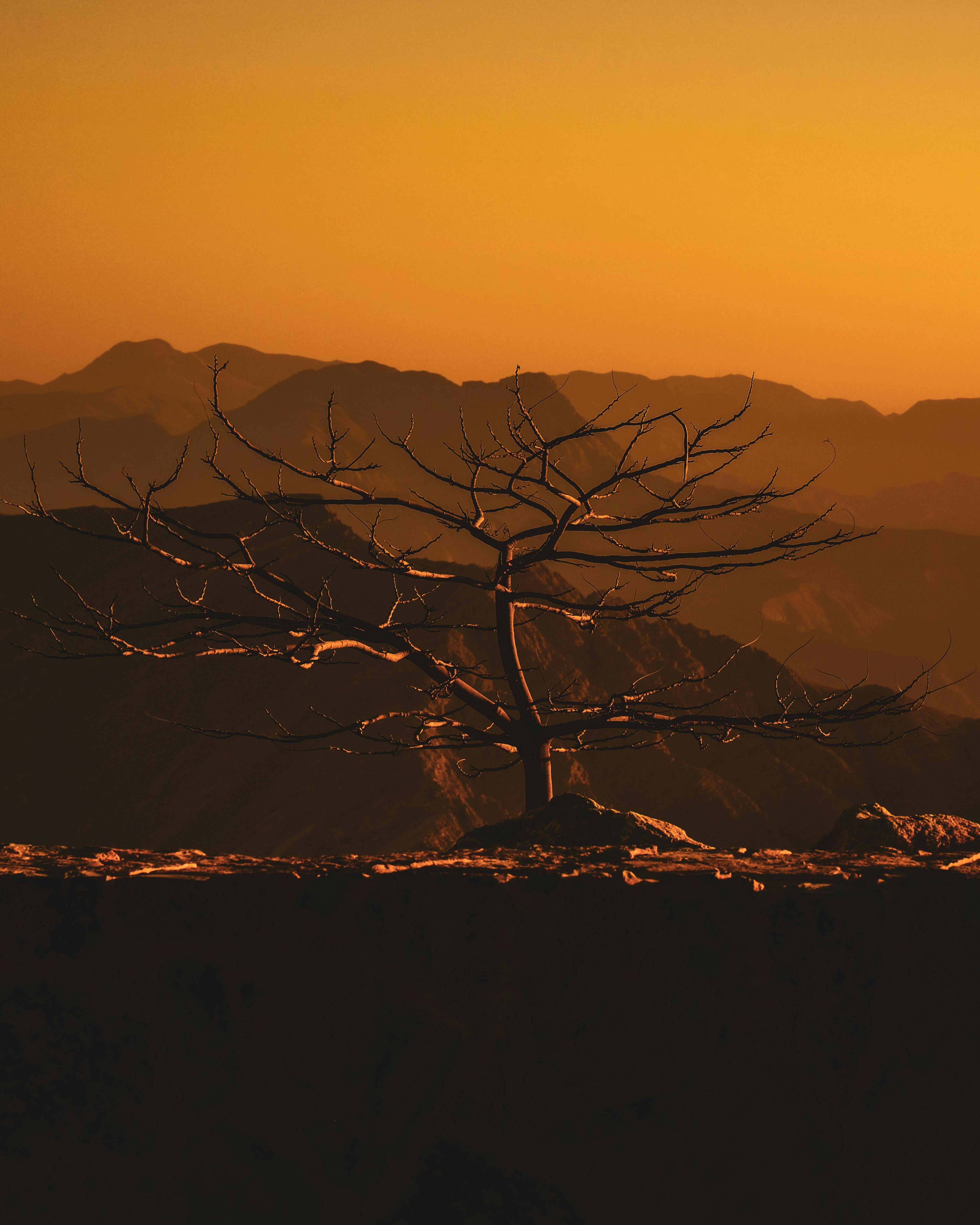 Silhouette of Tree at Sunset in Ras Al Khaimah · Free Stock Photo