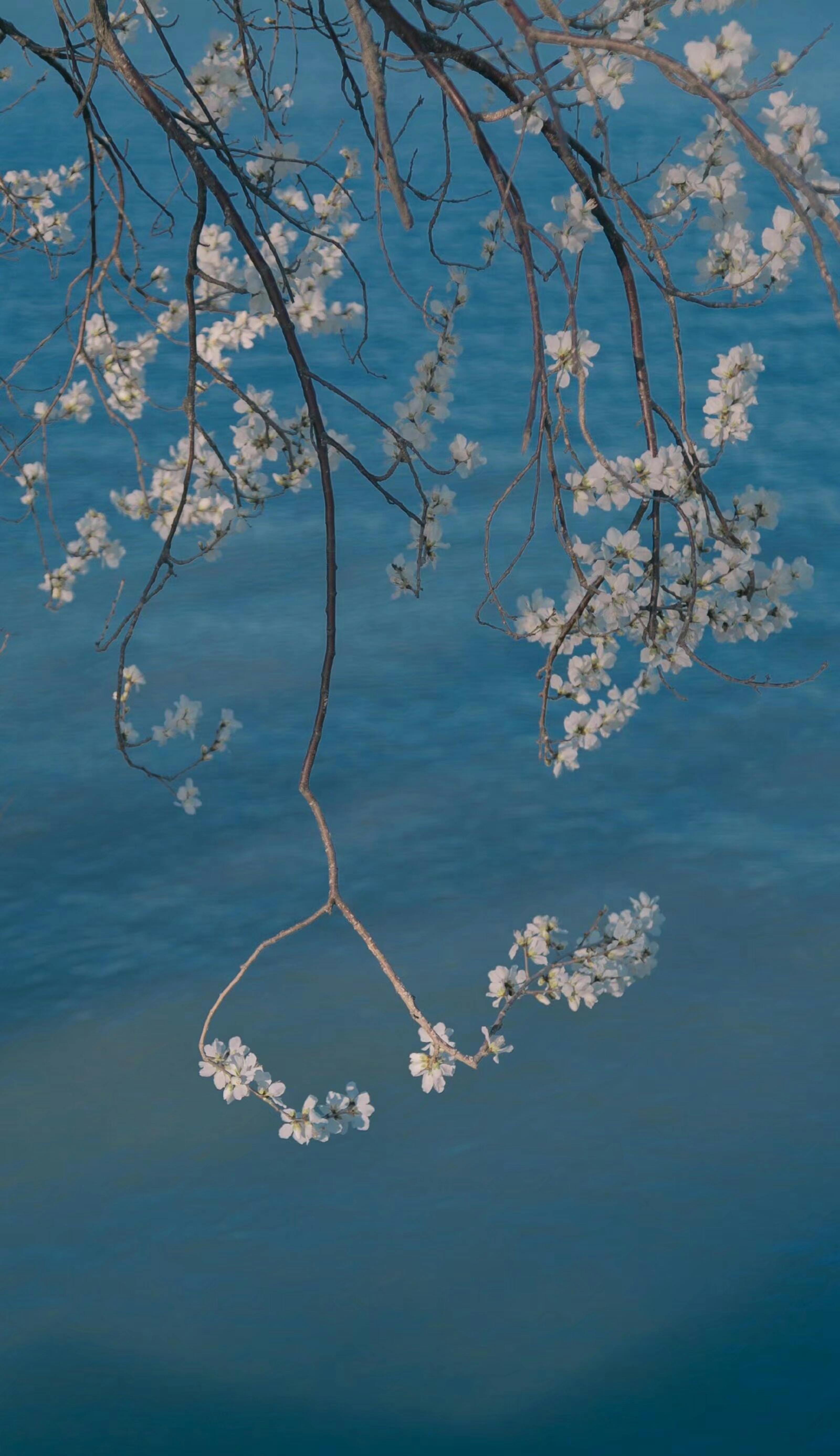 Serene Spring Blossoms Over Lake Waters · Free Stock Photo