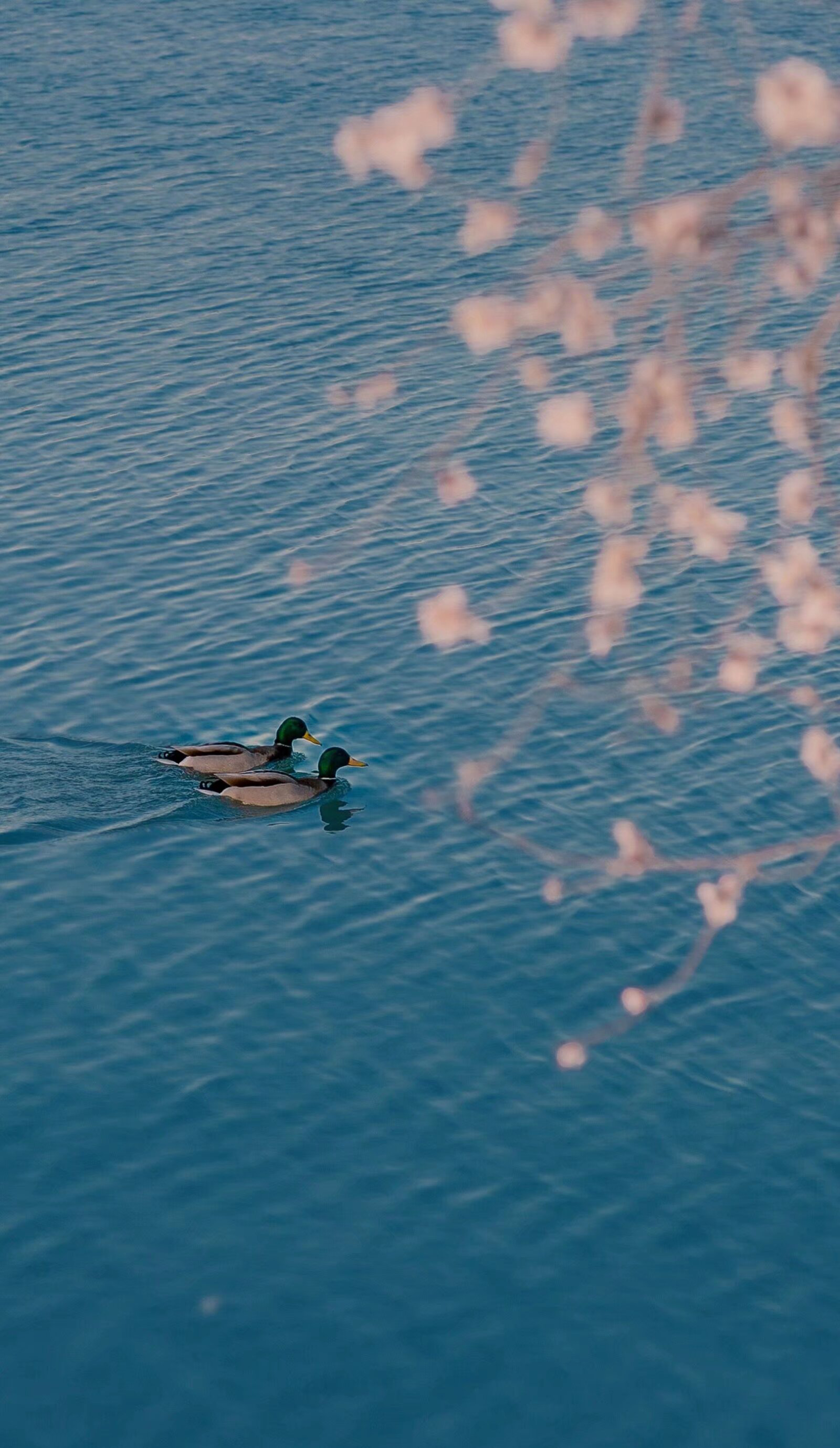 Peaceful Ducks Swimming in Blue Lake with Blossoms · Free Stock Photo