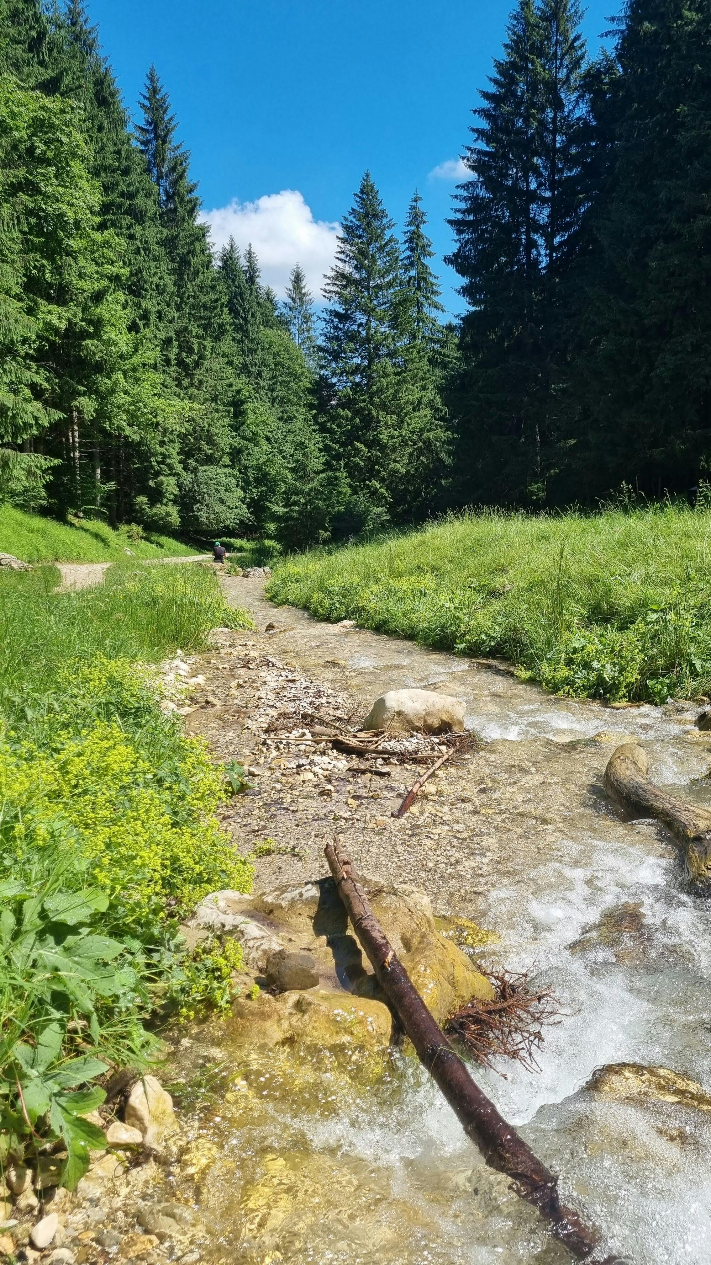Beautiful Summer Stream in Romanian Forest · Free Stock Photo