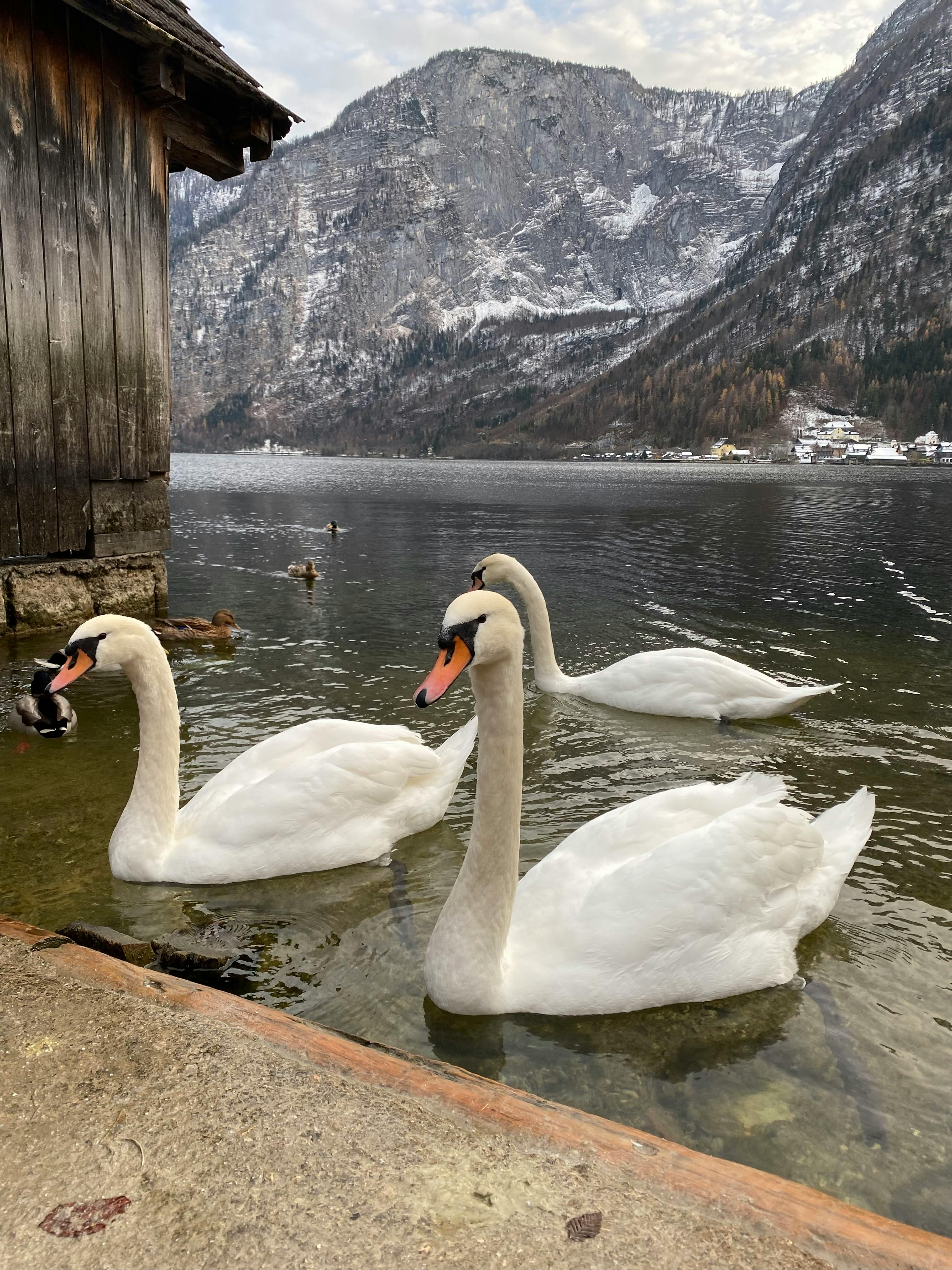 Serene Swans in Hallstatt, Austria · Free Stock Photo