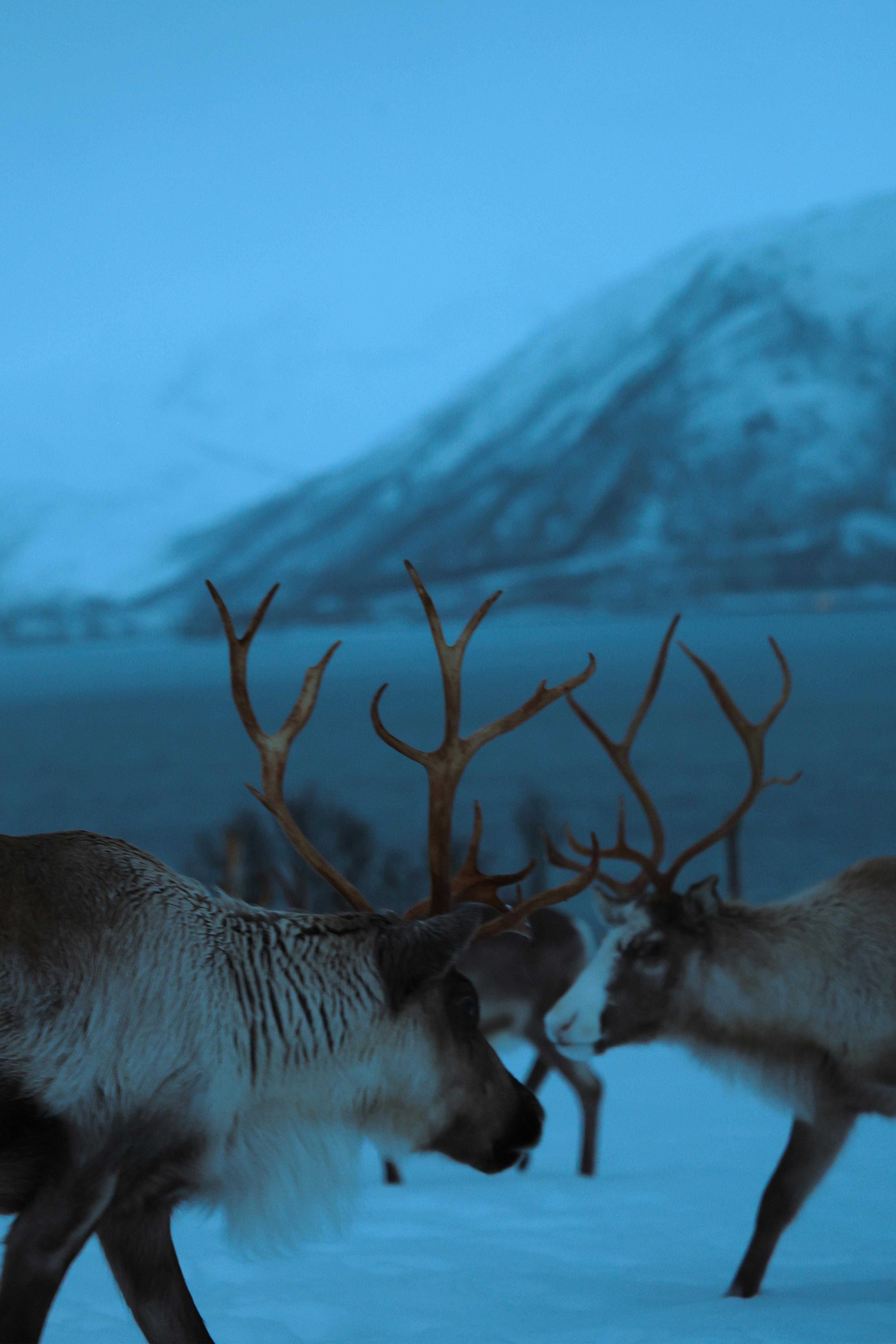 100,000+ Best Backstep+animation Photos · 100% Free Download · Pexels ...