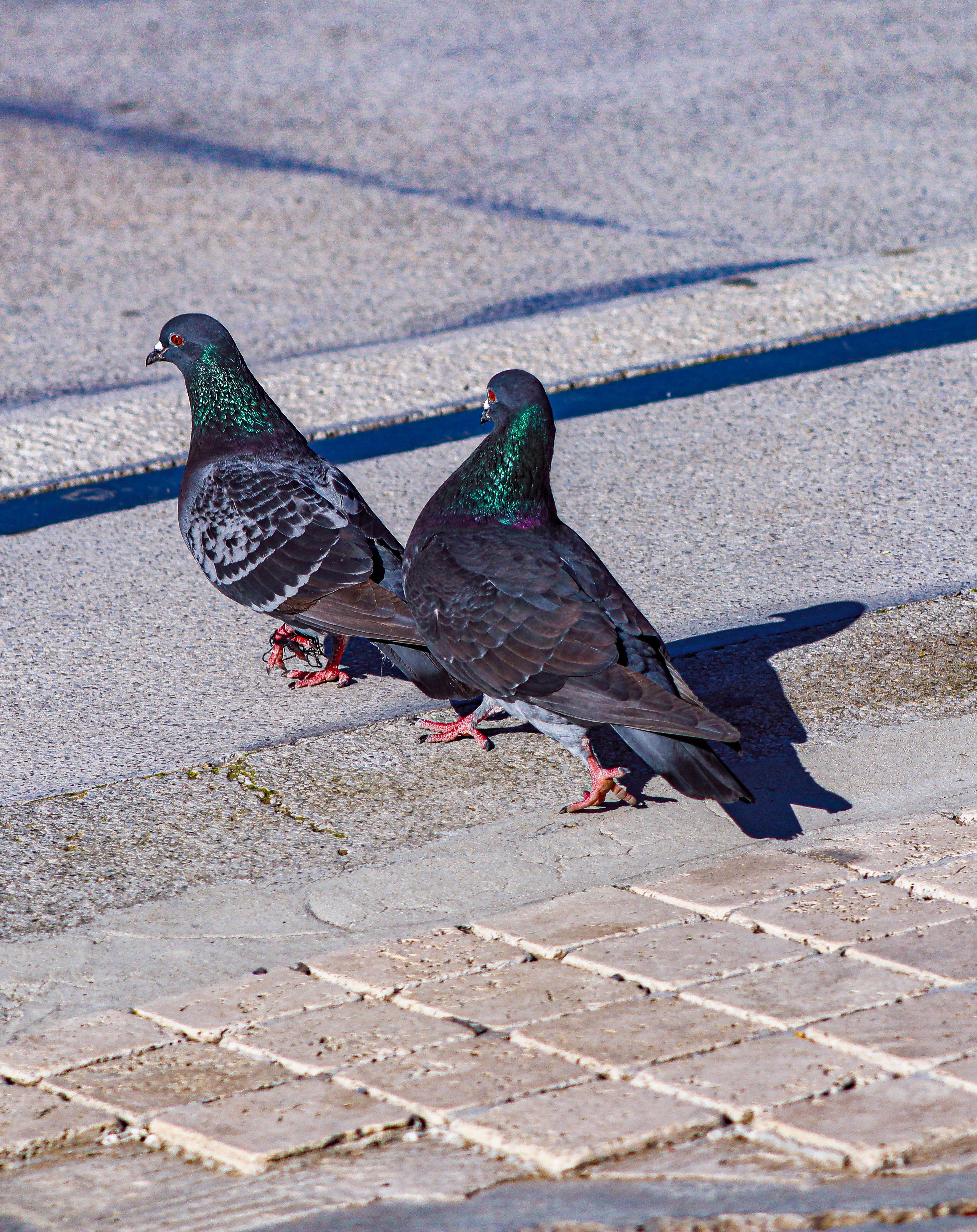 Pigeons Walking on Urban Pavement in Daylight · Free Stock Photo