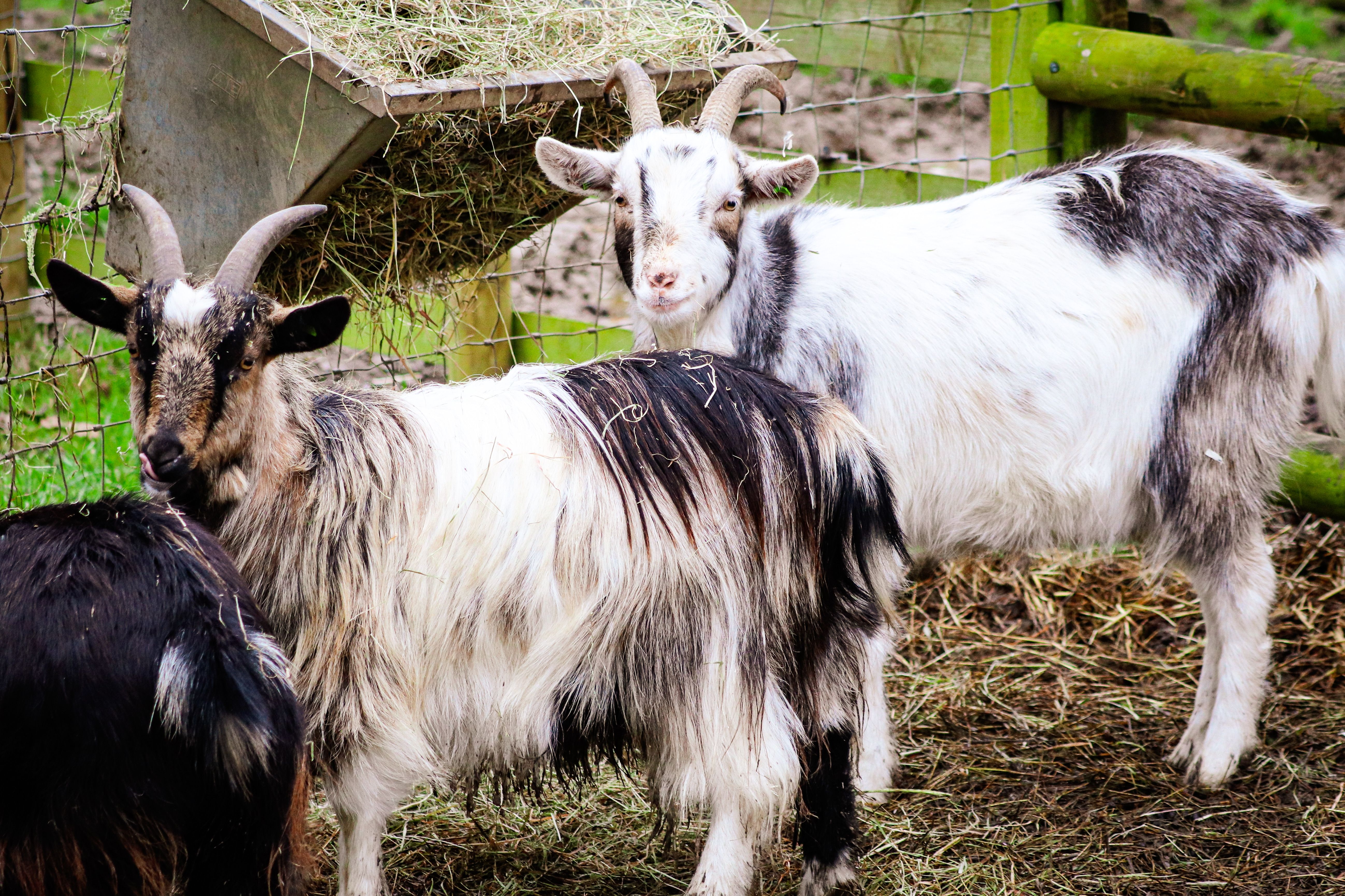Group of Pygmy Goats in a Rural Farm Setting · Free Stock Photo