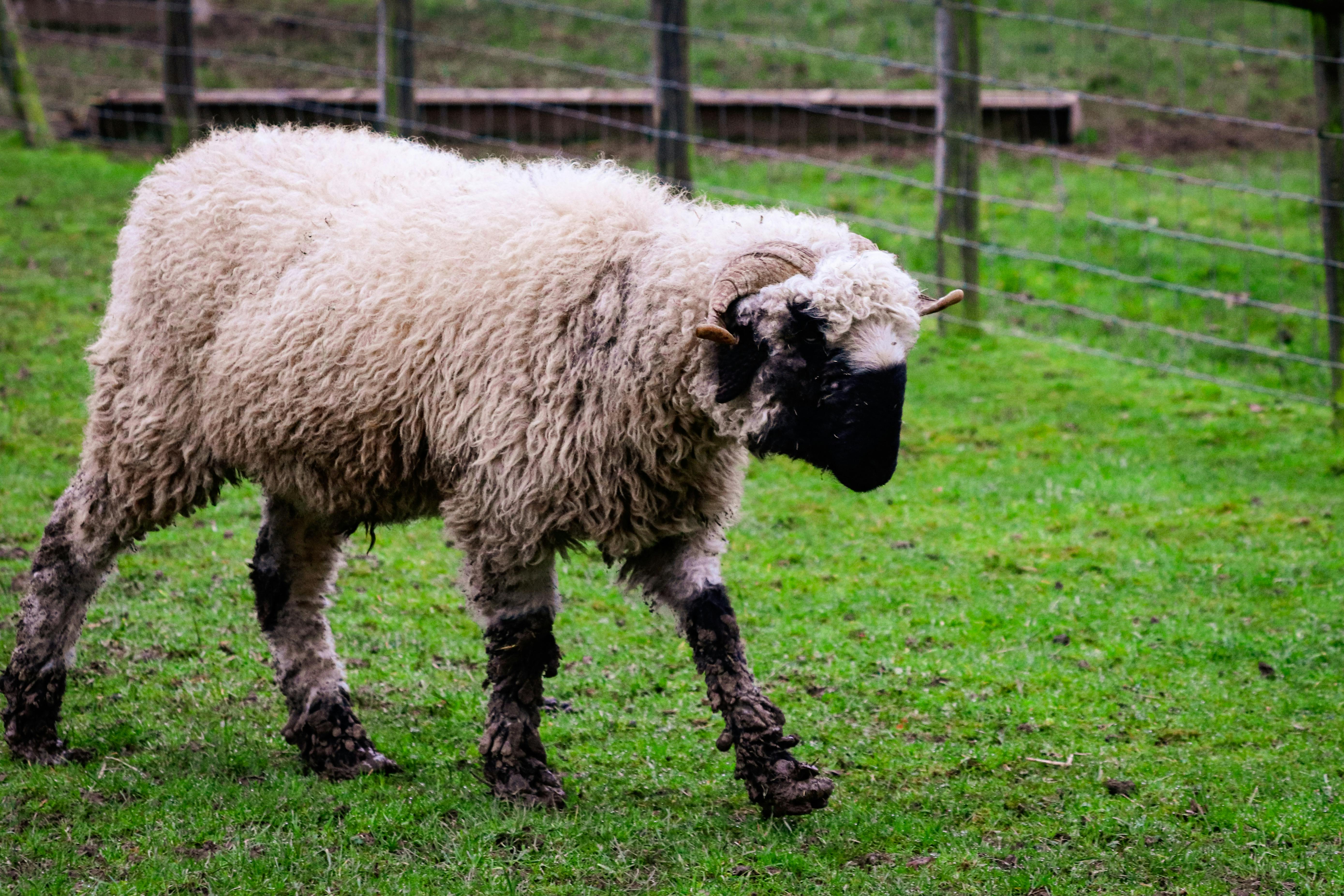 European Sheep Breed Photos, Download The BEST Free European Sheep ...