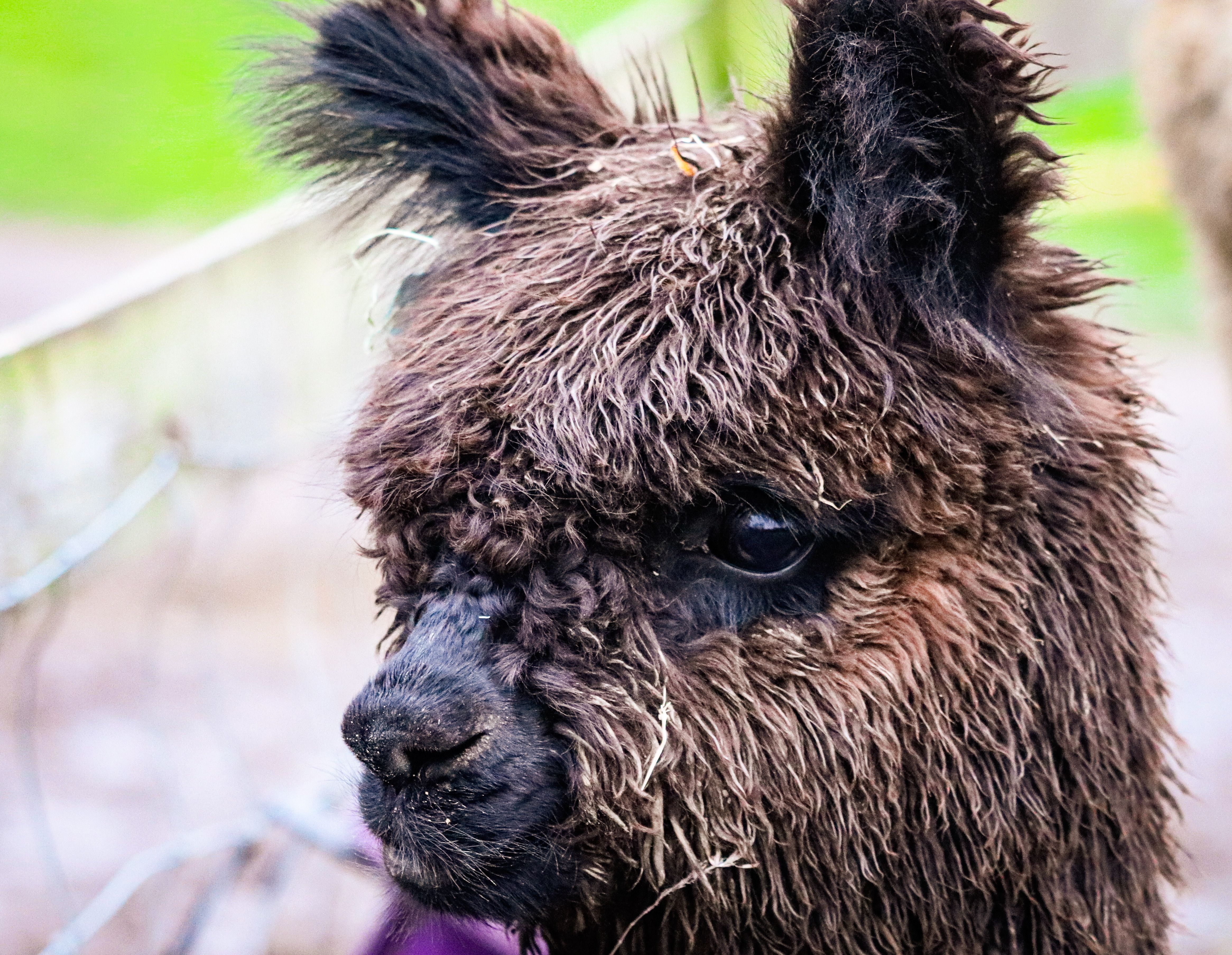 Close-up of a Brown Alpaca with Curly Fur · Free Stock Photo