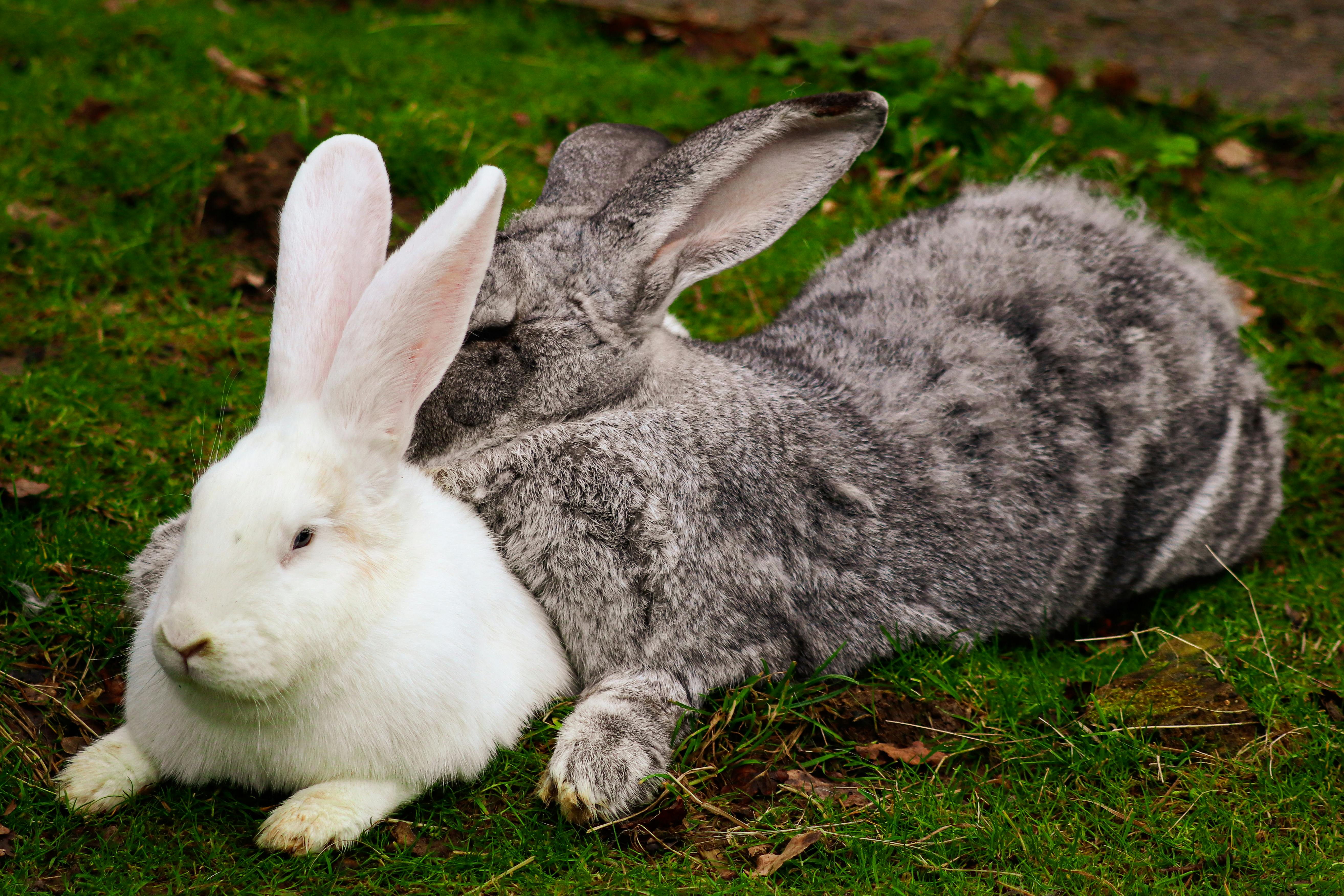 Cozy Giant Rabbits Lounging on Green Grass · Free Stock Photo
