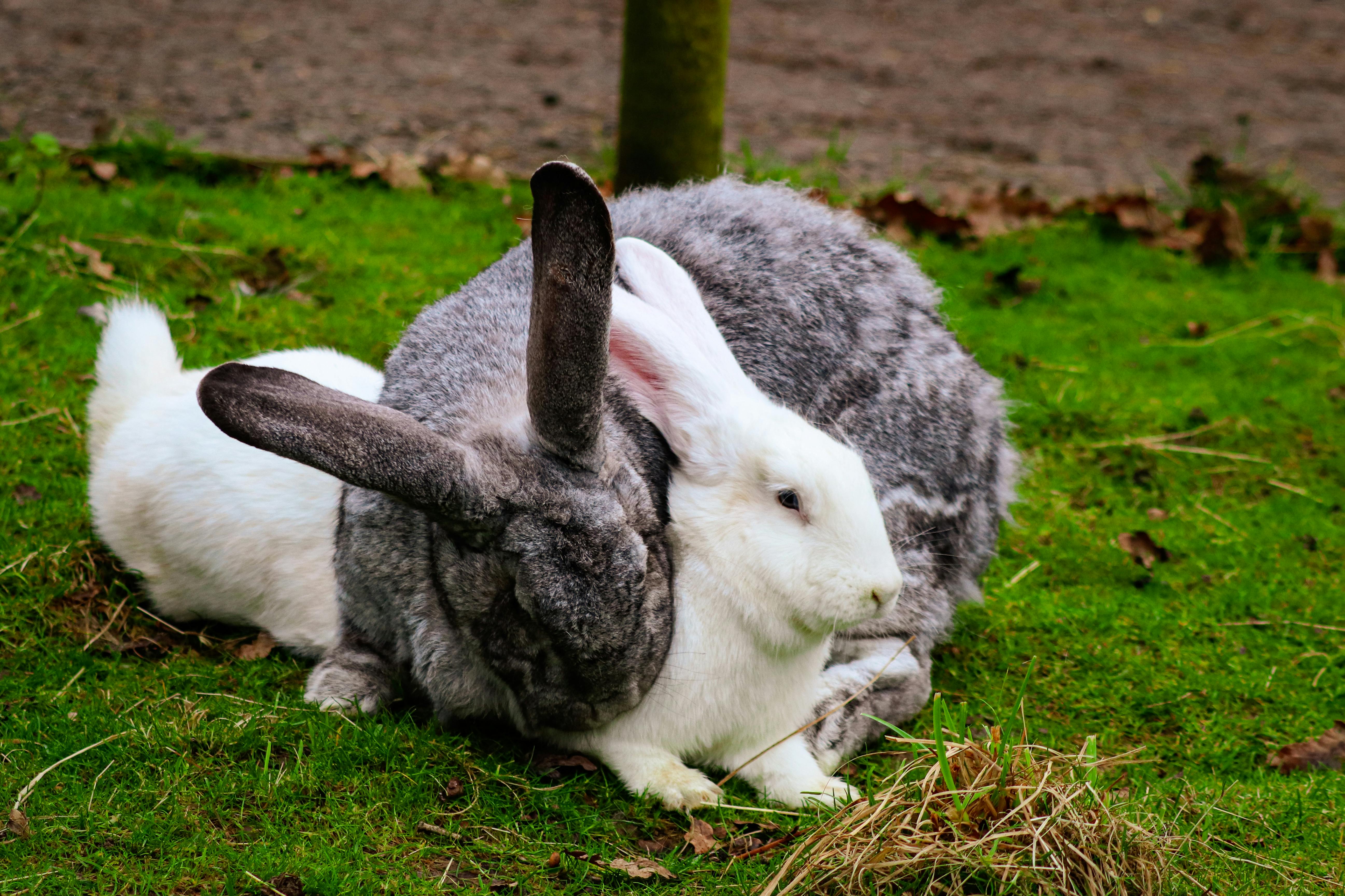 Beautiful Giant Rabbits Relaxing on Grass · Free Stock Photo