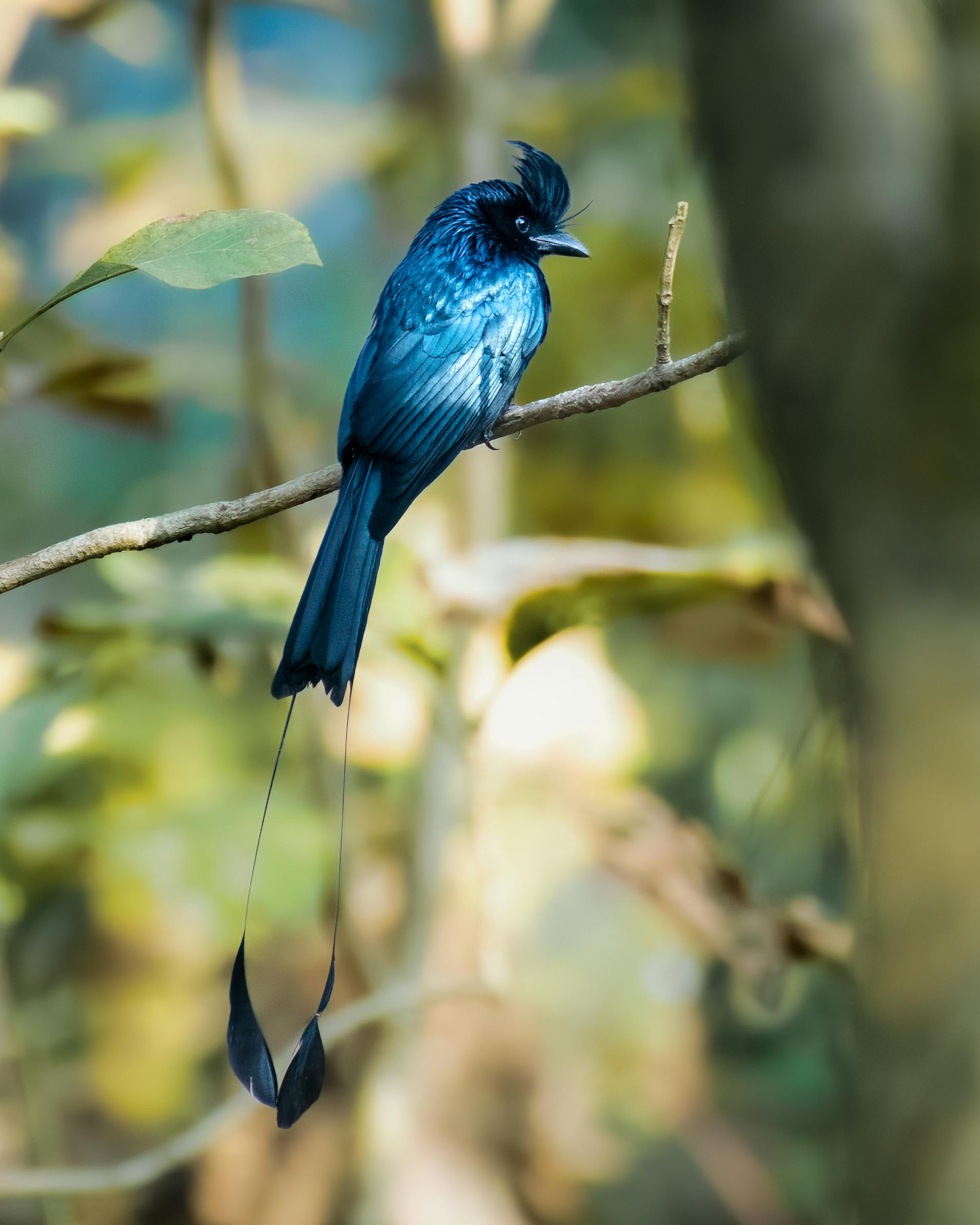 Ribbon Tailed Drongo Bird Photos, Download The BEST Free Ribbon Tailed ...