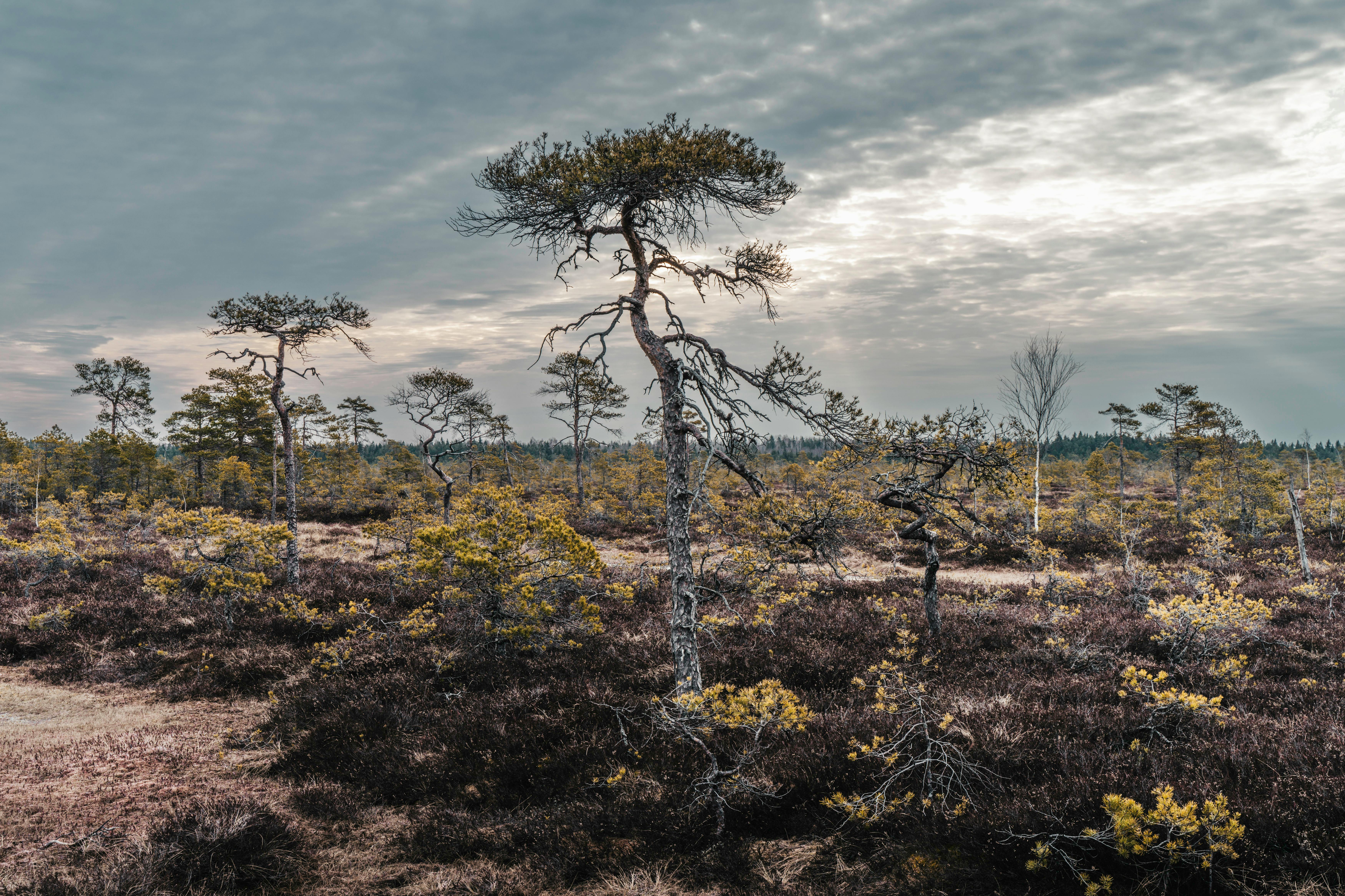 Serene Landscape of Northern Bog Trees · Free Stock Photo