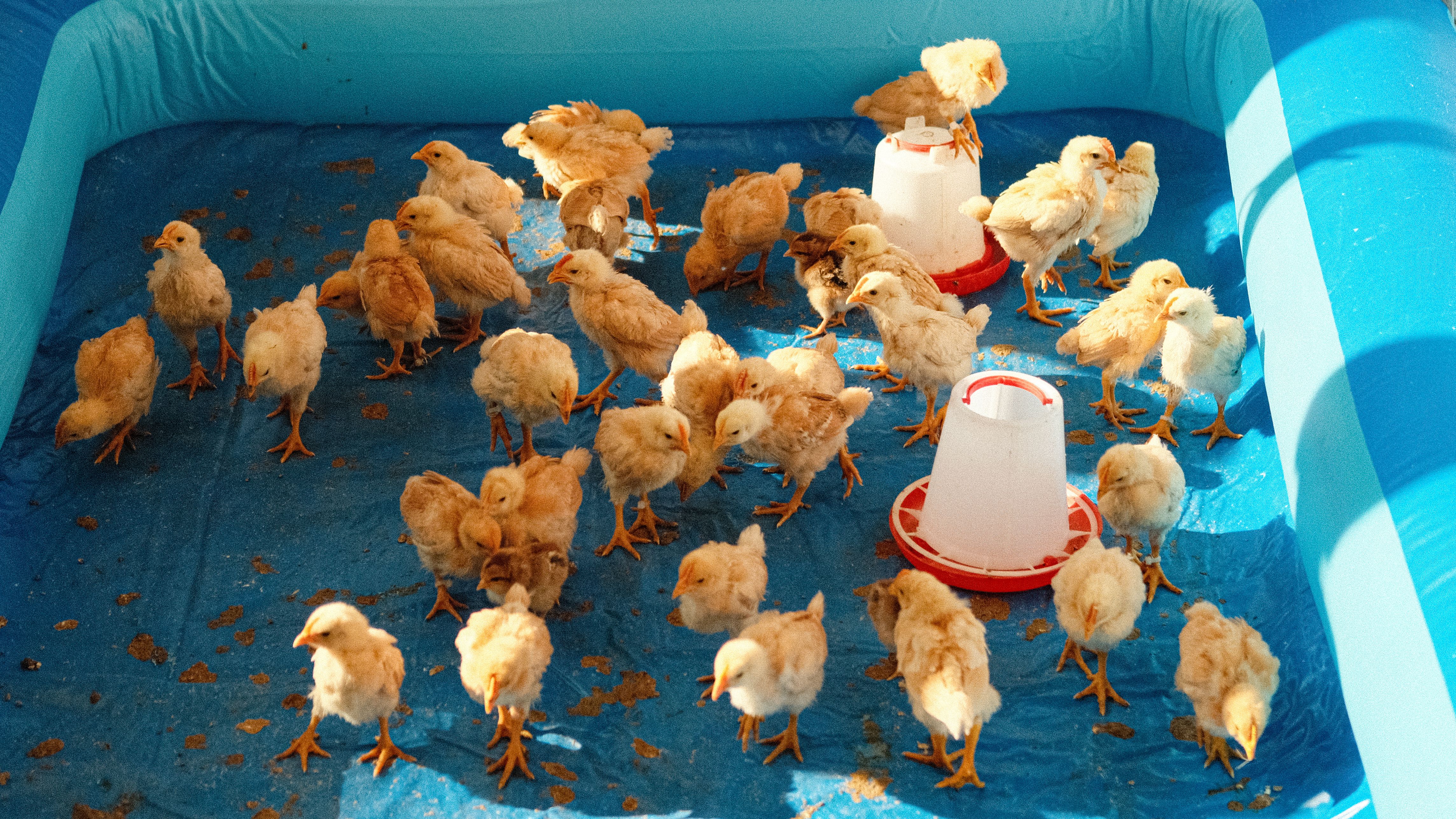 Group of Chicks in Indoor Breeding Area · Free Stock Photo