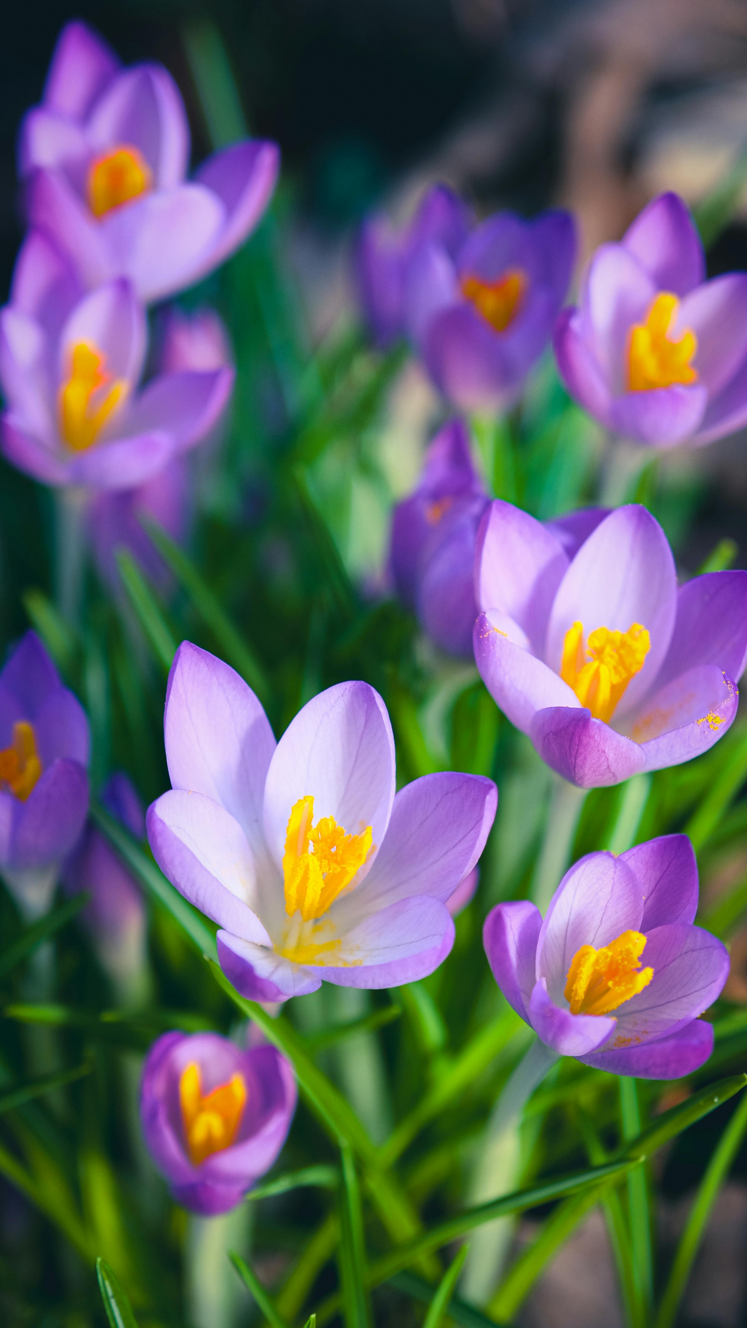 Beautiful Purple Crocuses in Bloom · Free Stock Photo