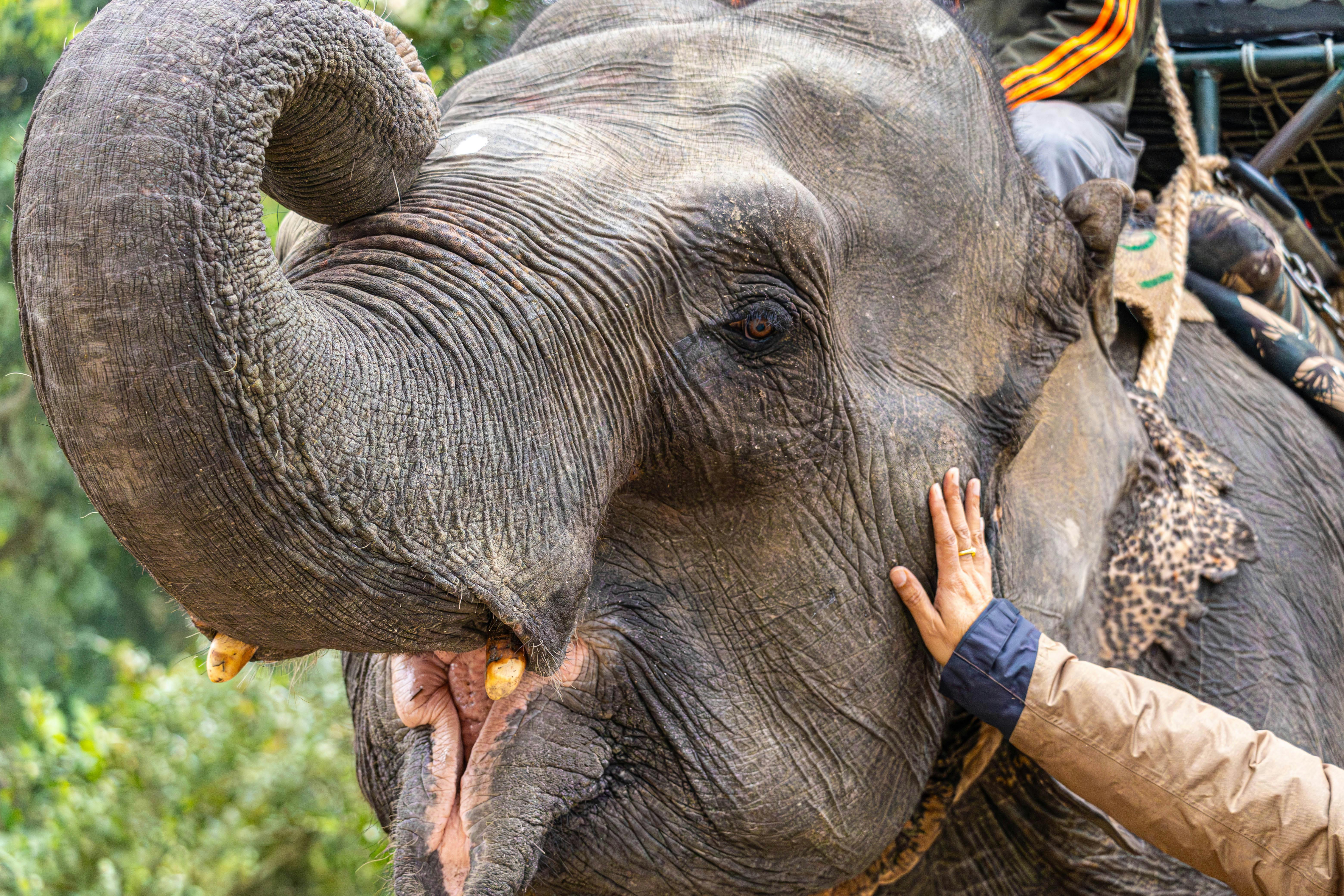 Gentle Interaction with an Elephant · Free Stock Photo