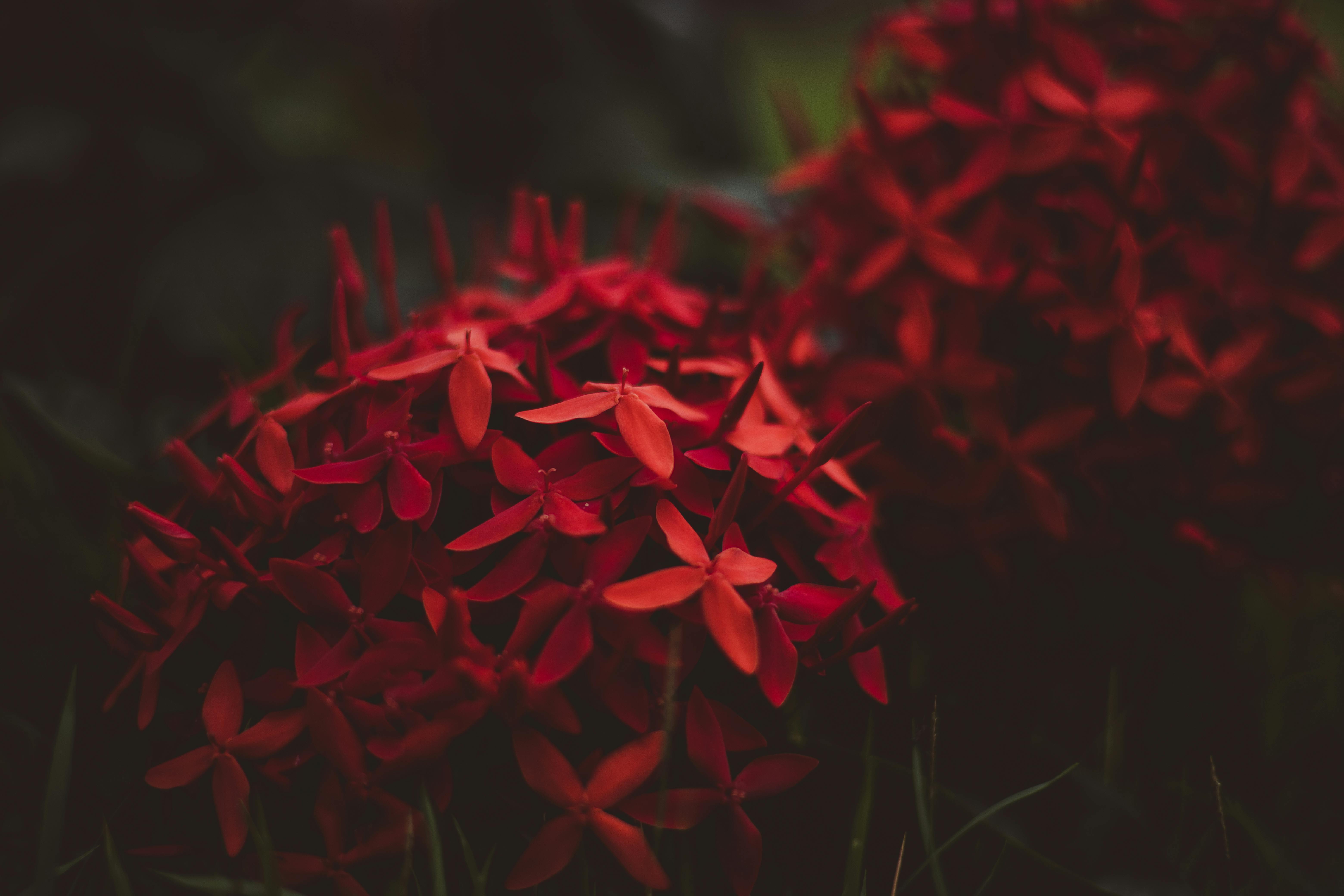Vibrant Red Ixora Blossoms in Soft Focus · Free Stock Photo