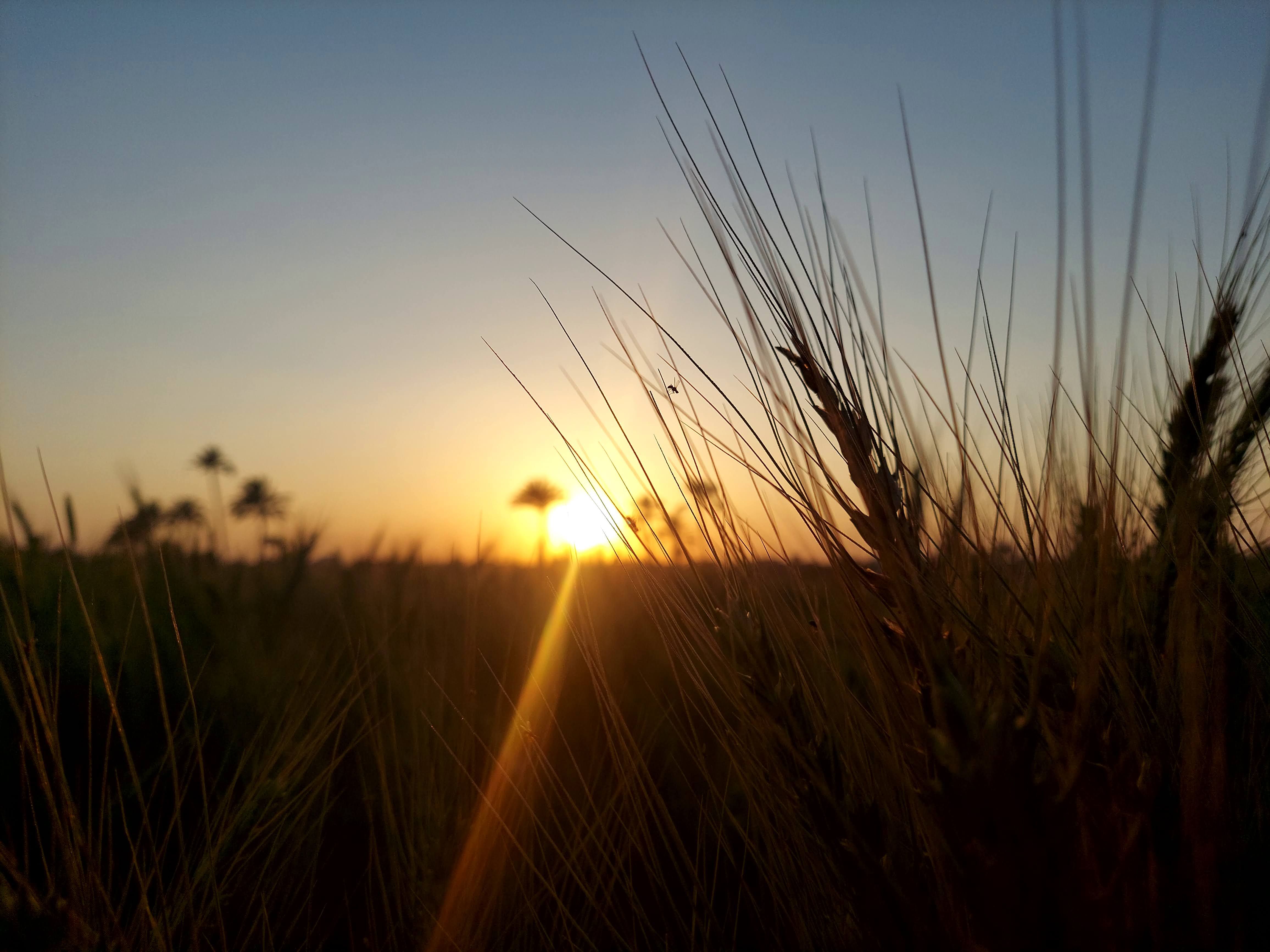 Scenic Sunset Over Wheat Field · Free Stock Photo