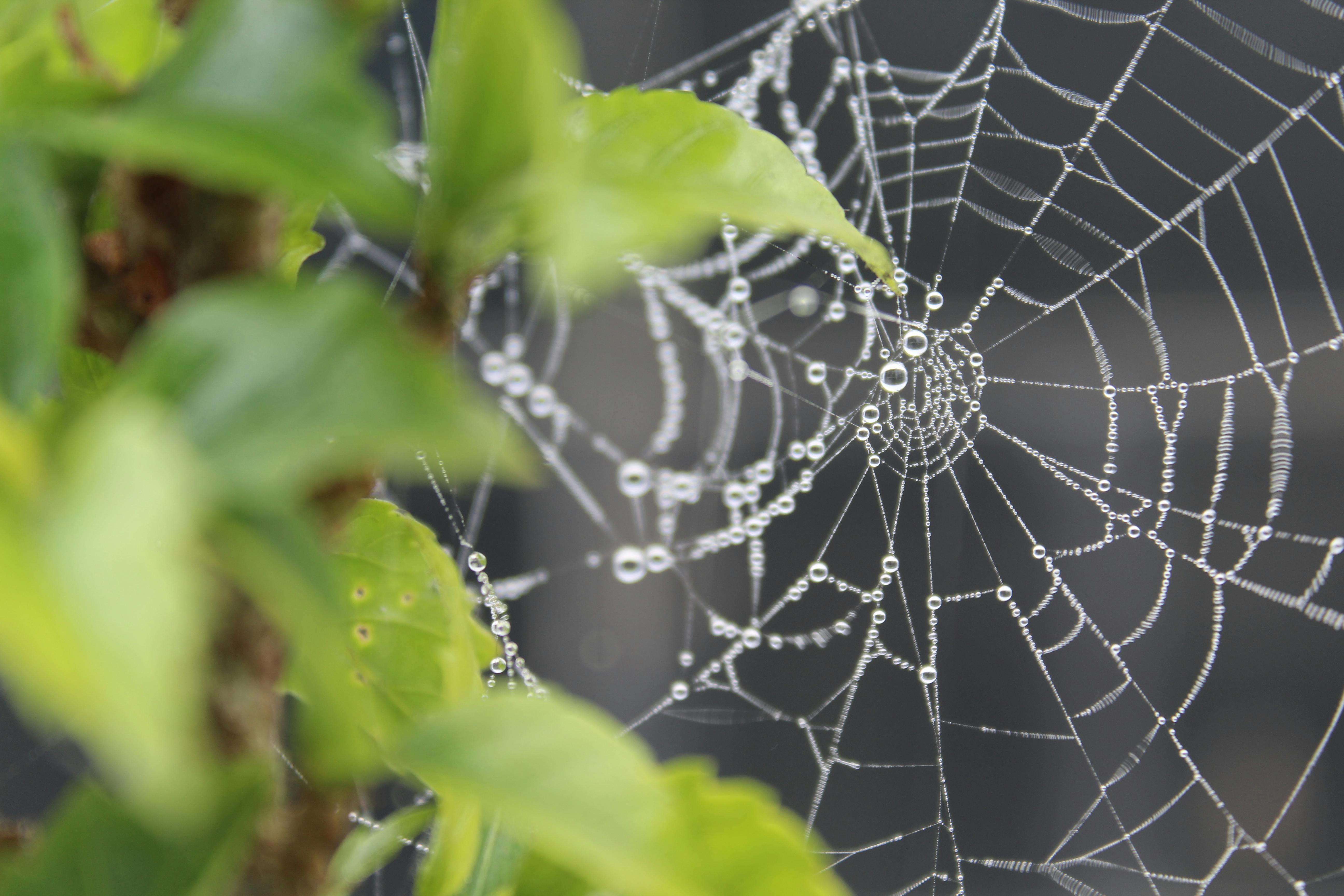 Spider Engineering Photos, Download The BEST Free Spider Engineering ...