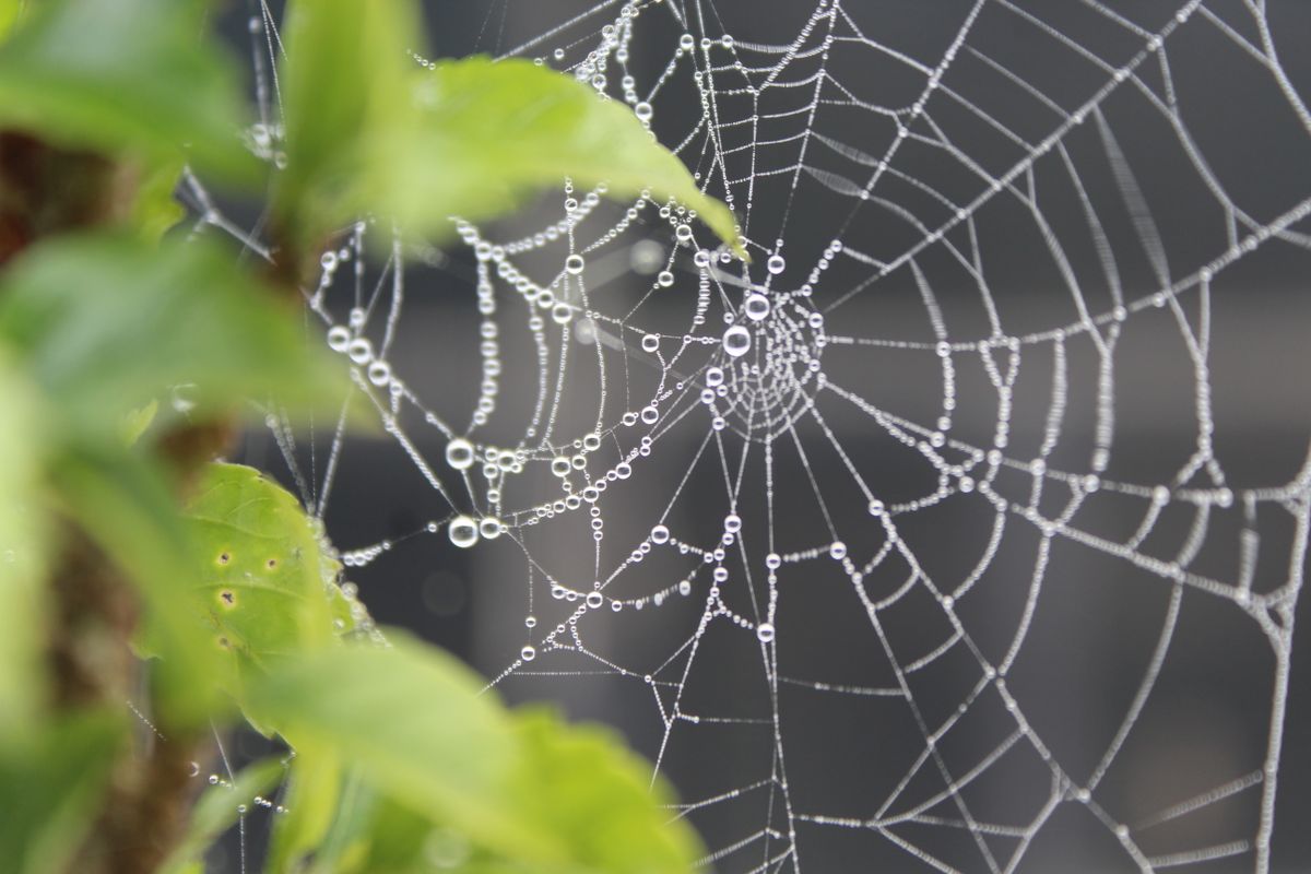 Spider Transparent Photos, Download The BEST Free Spider Transparent ...