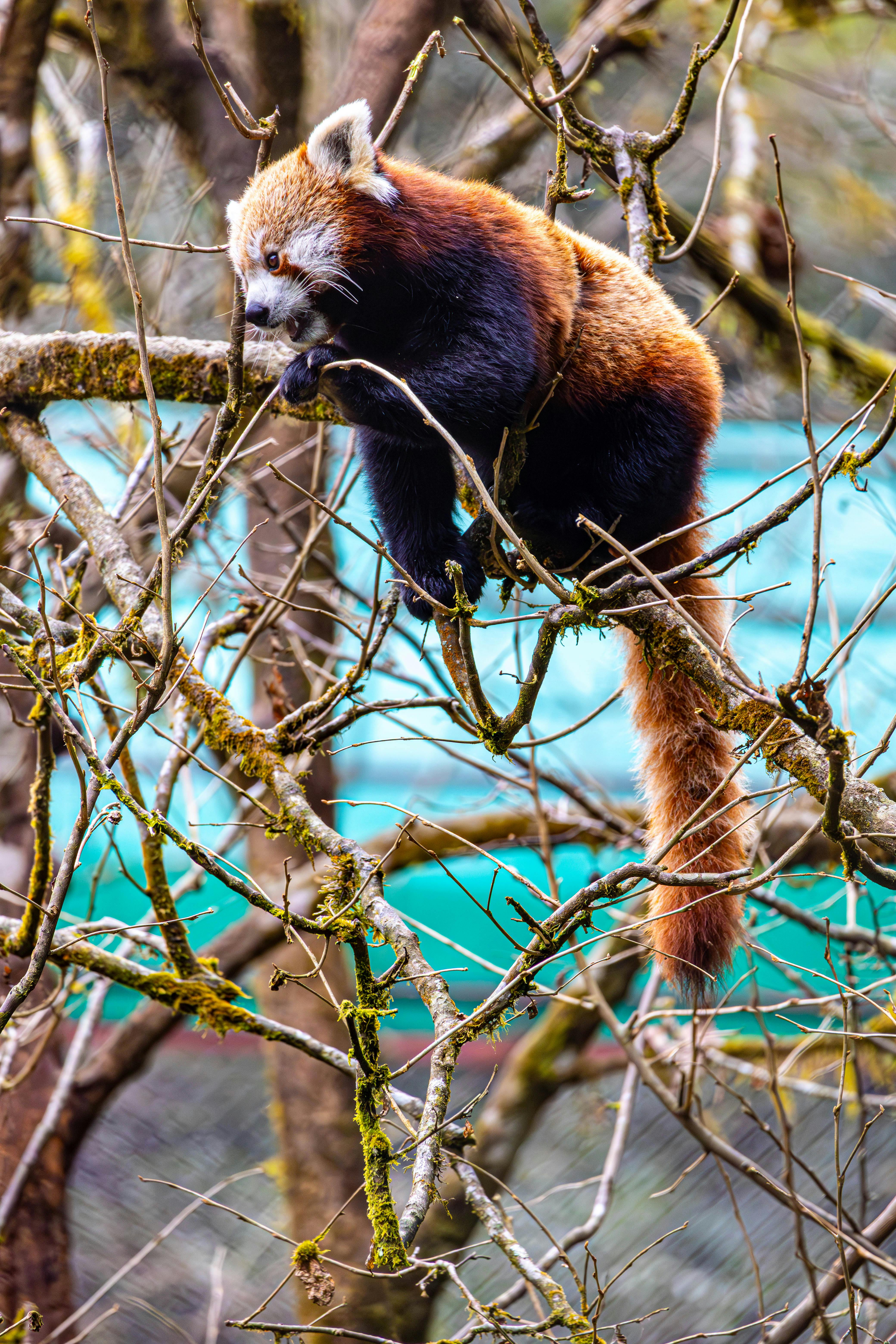 Red Panda Poses Gracefully in Tree Branches · Free Stock Photo