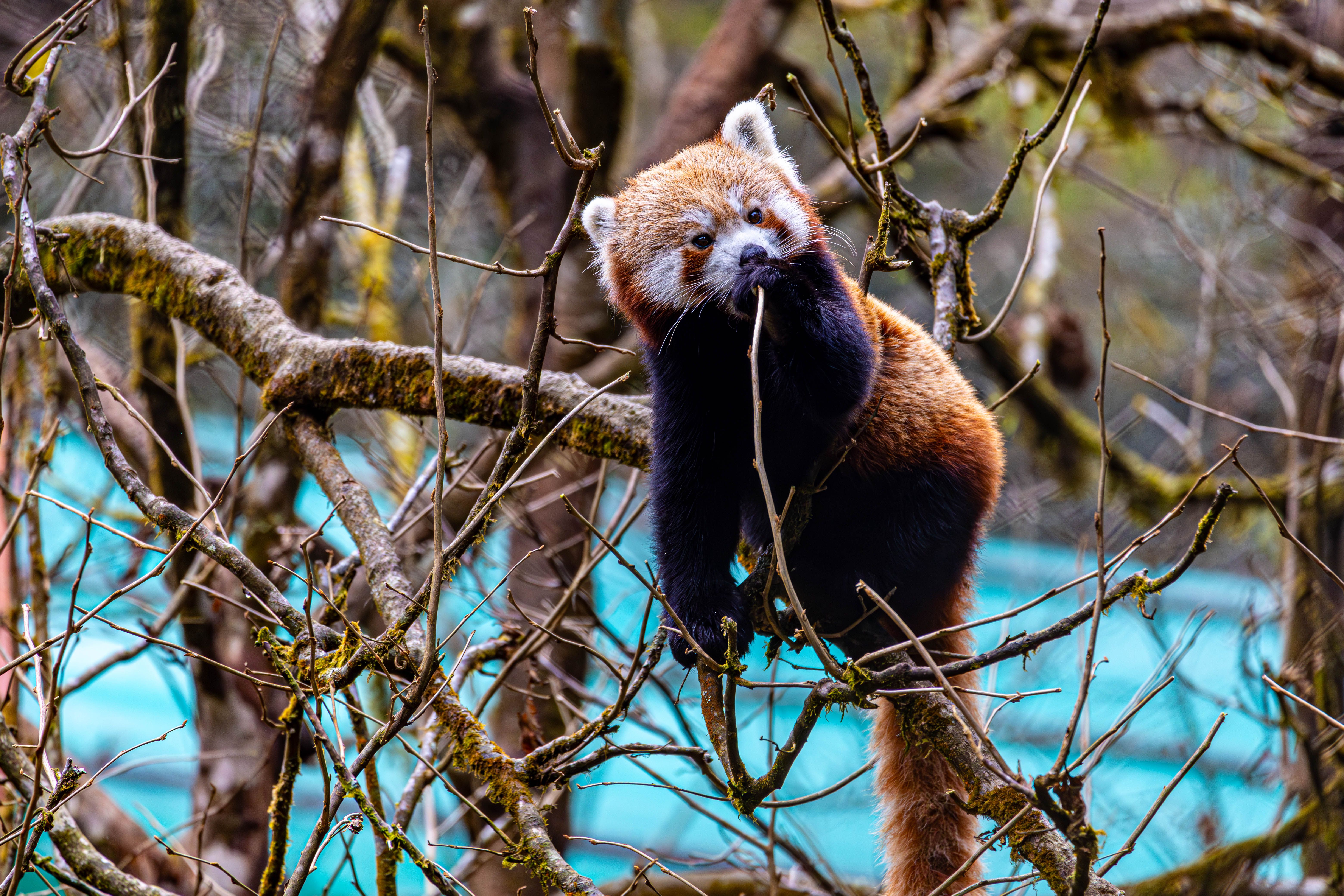 Red Panda in Sikkim's Natural Habitat · Free Stock Photo