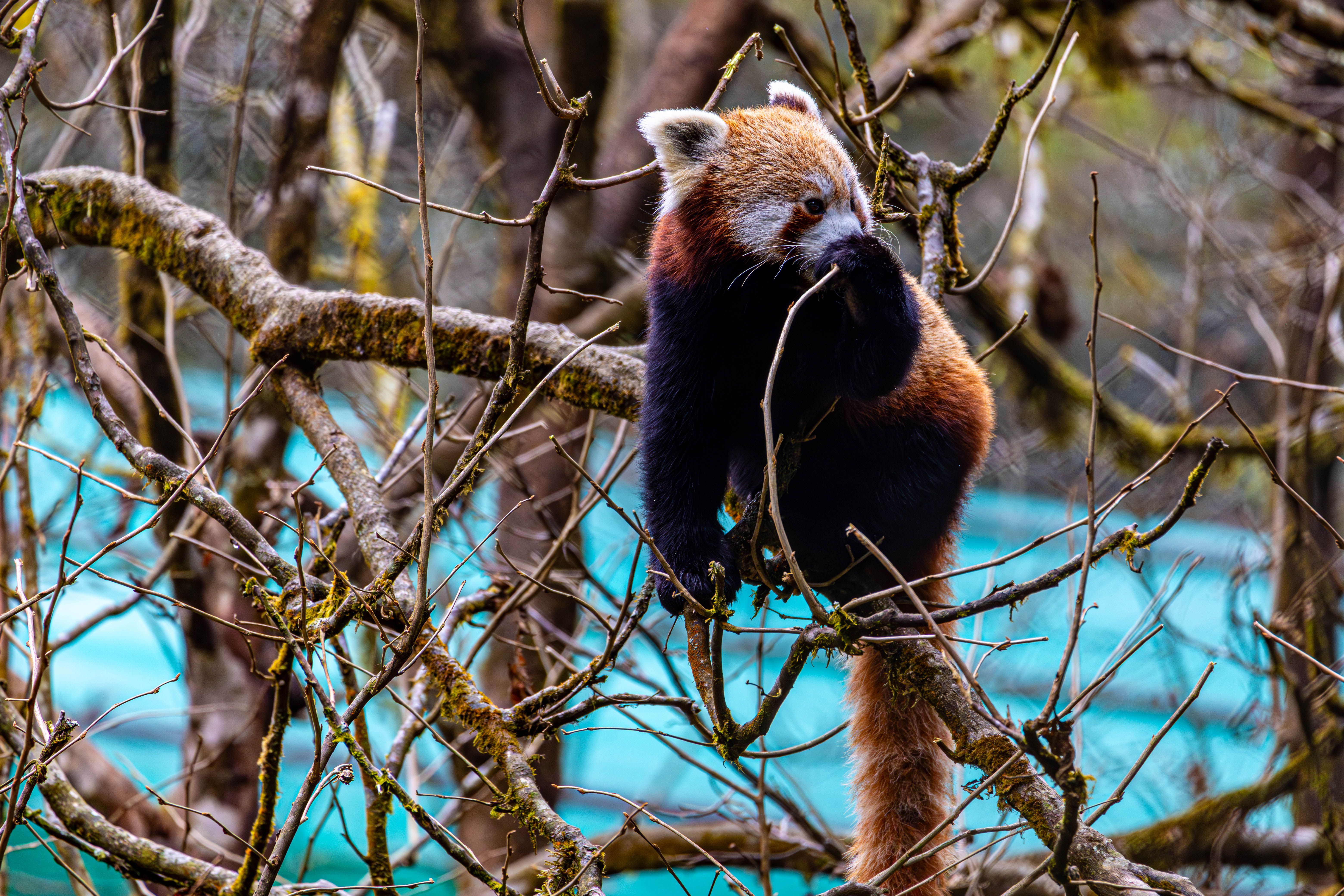 Red Panda In Sikkim Forest Habitat Free Stock Photo