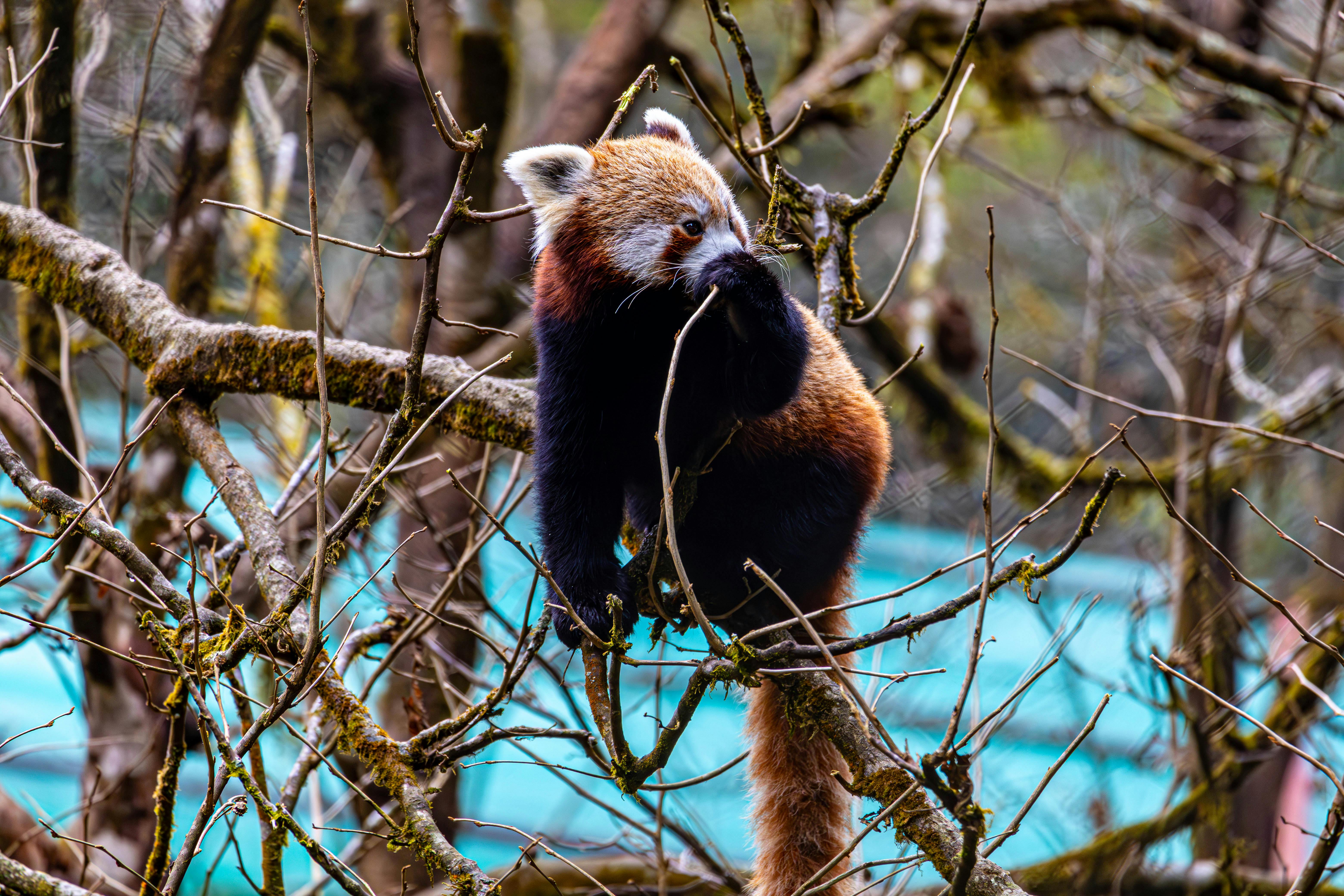Red Panda Perched on Tree in Sikkim, India · Free Stock Photo