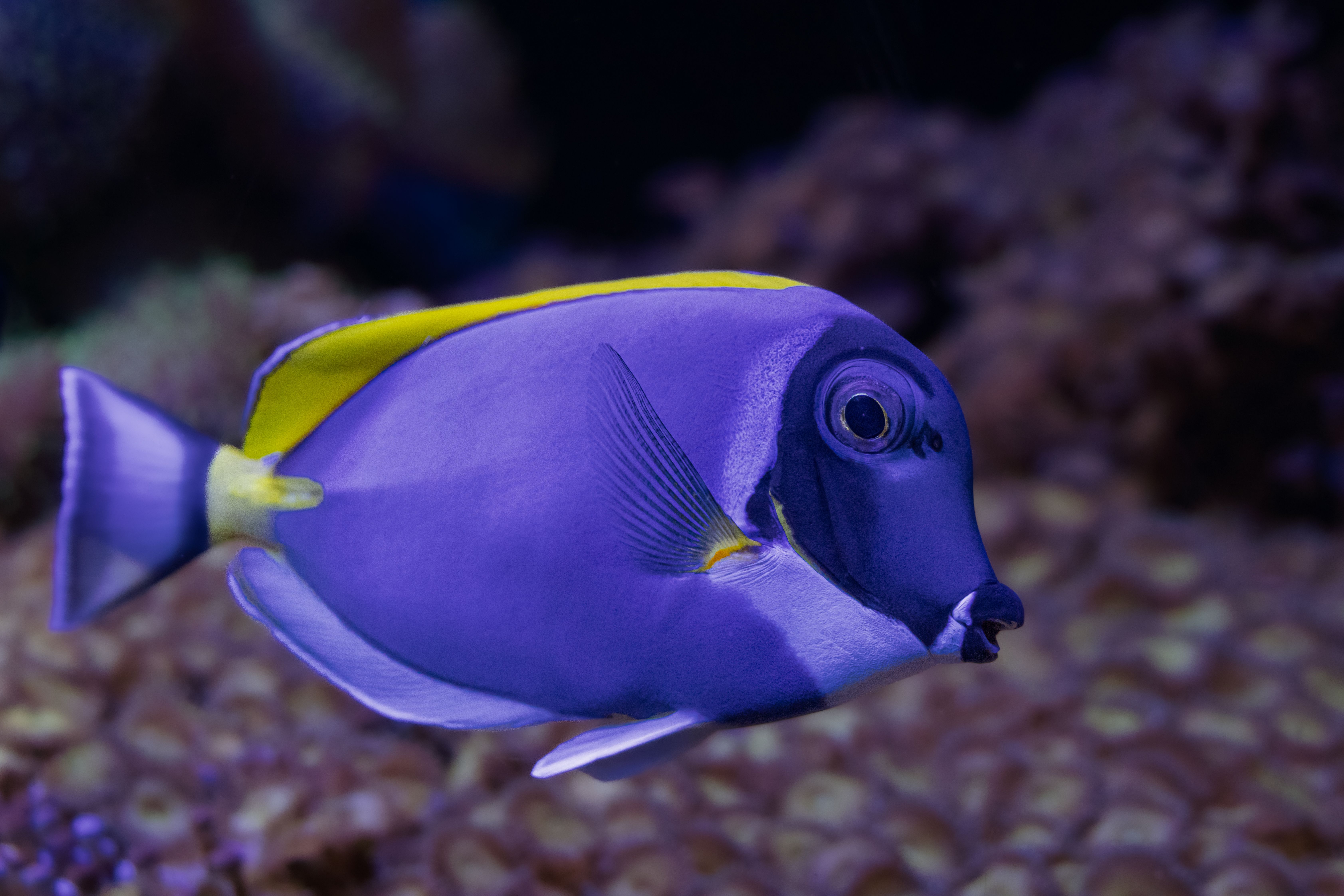 Close Up De Vibrante Peixe Tang Azul Paleta Debaixo D'água · Foto ...