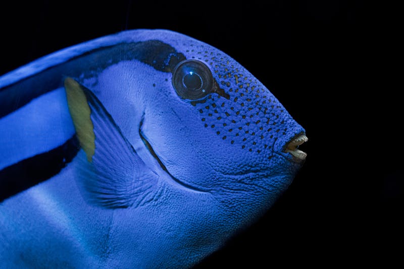 Ocean Fish Photos, Download The BEST Free Ocean Fish Stock Photos & HD ...