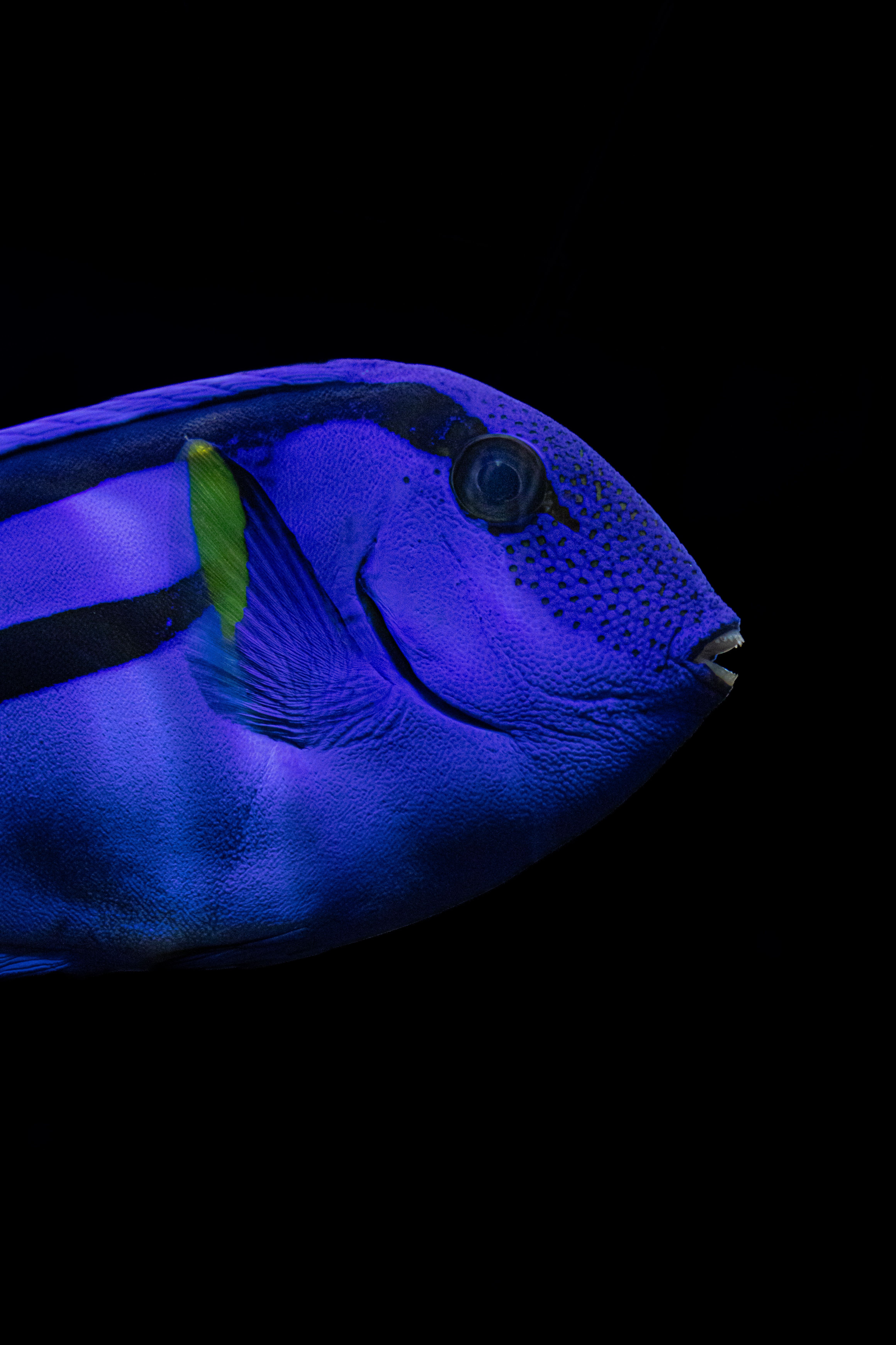 Close-up of a Blue Tang Fish on Black Background · Free Stock Photo