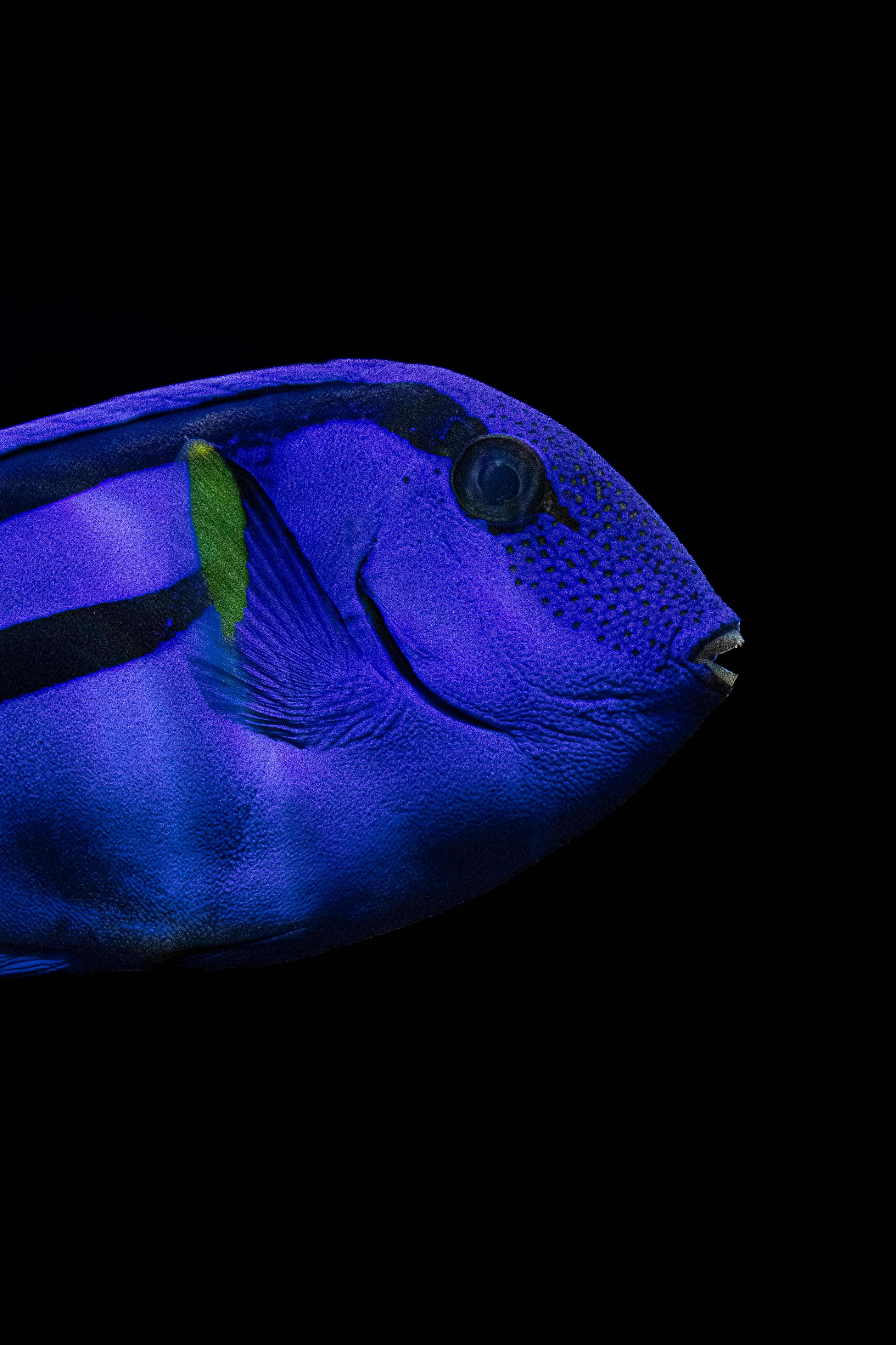 Salwater Black Tang Fish Photos, Download The BEST Free Salwater Black ...