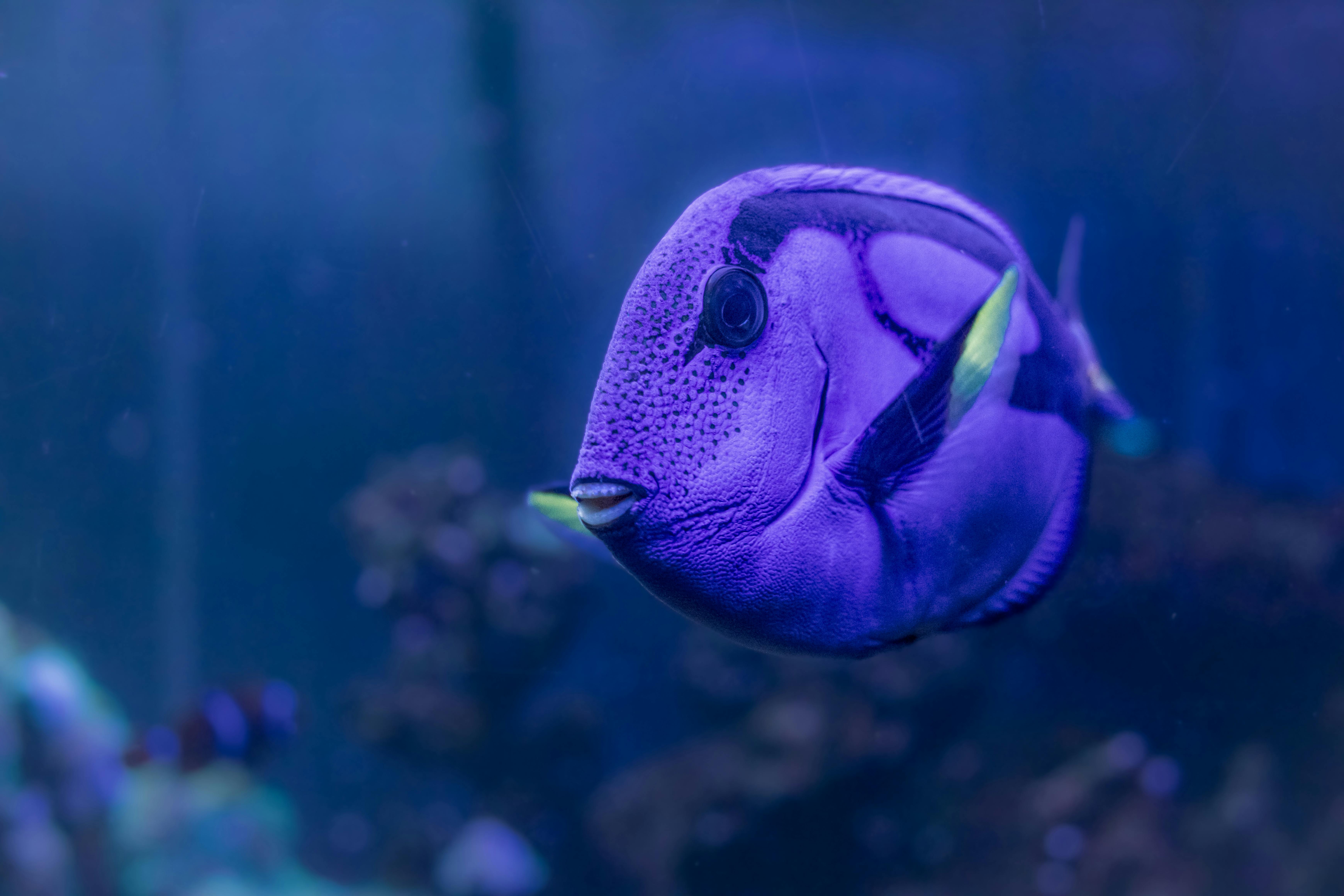 Close-up of a vibrant blue tang fish in water · Free Stock Photo