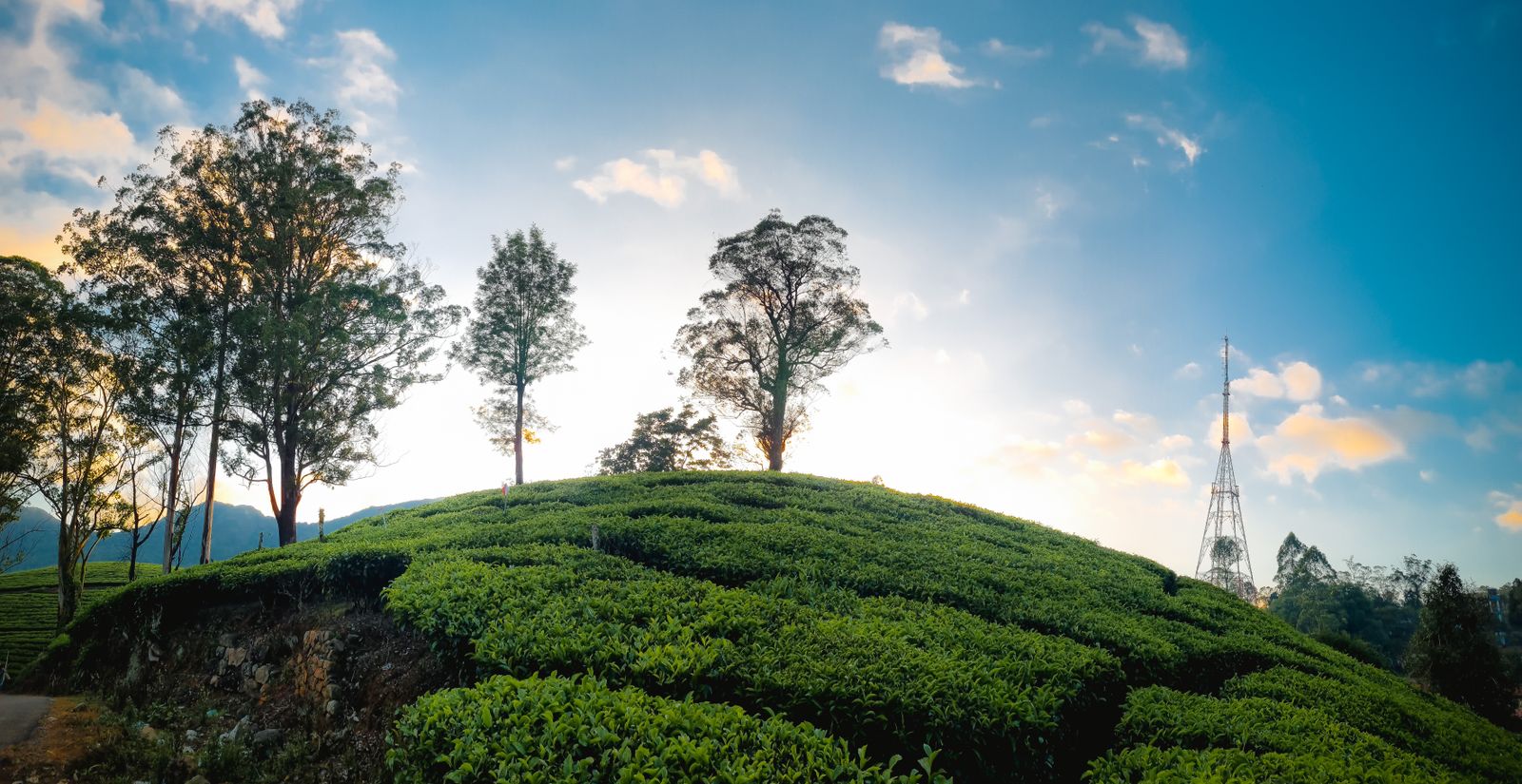Munnar Photos, Download The BEST Free Munnar Stock Photos & HD Images