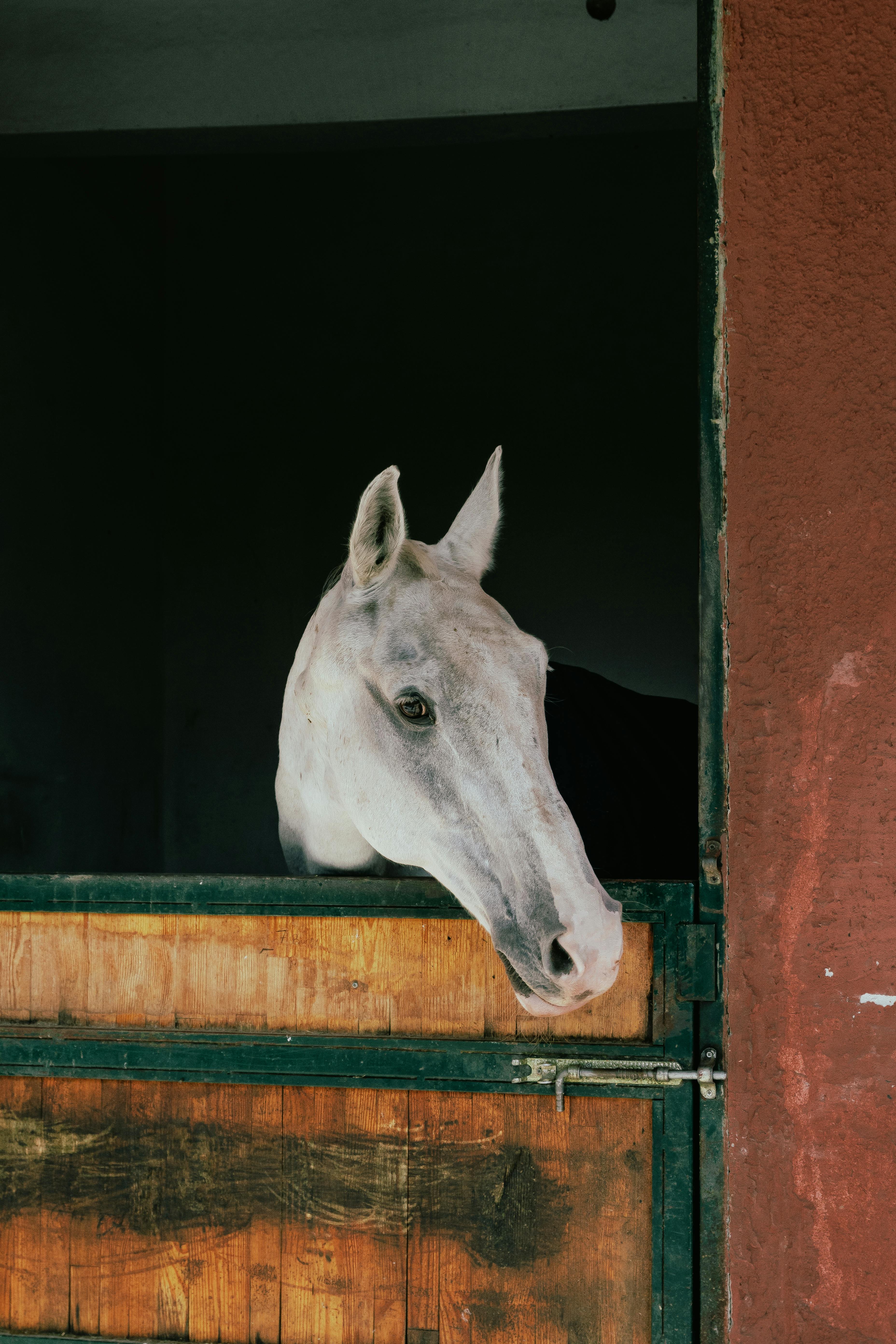 Horse Viewing Photos, Download The BEST Free Horse Viewing Stock Photos ...