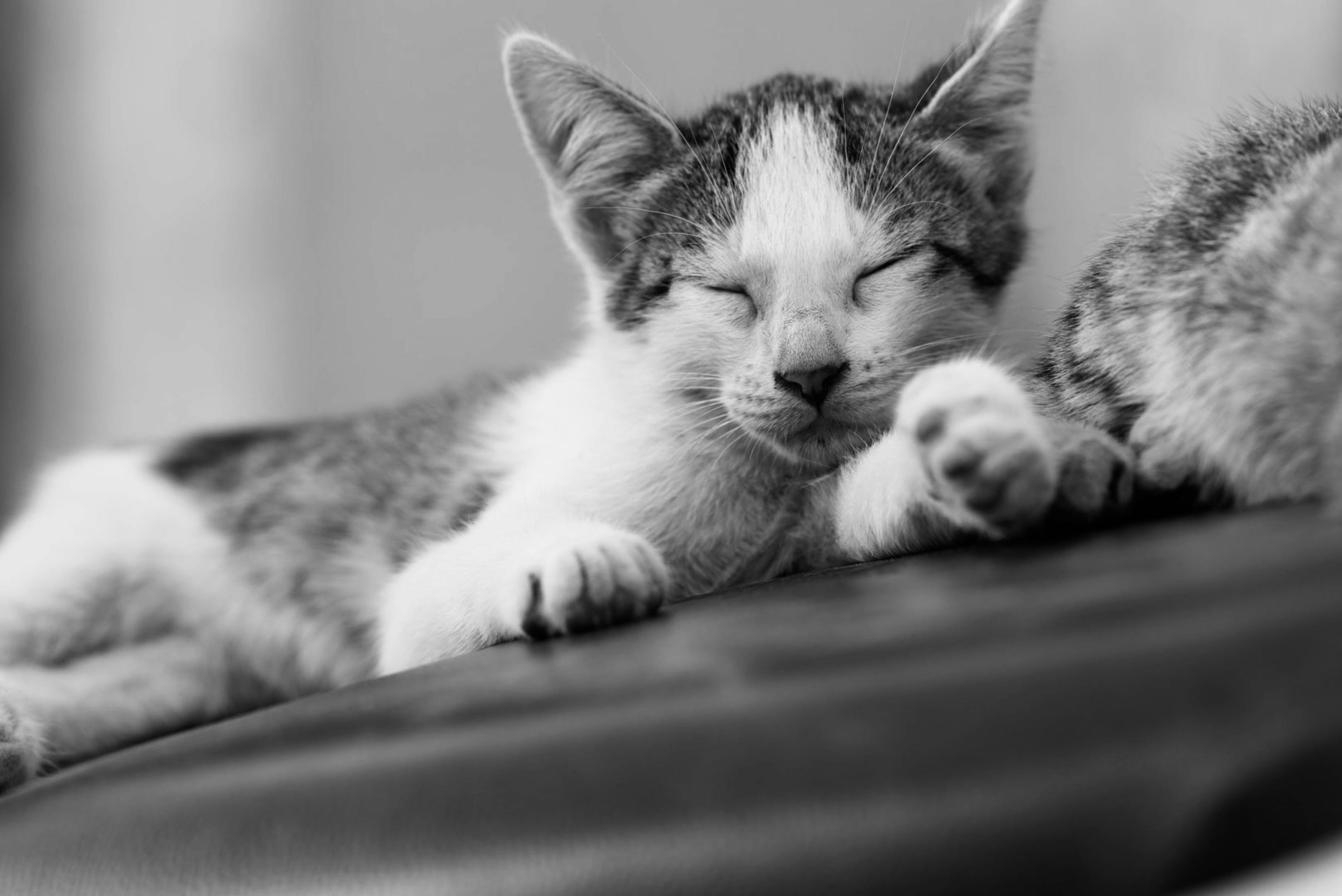 Paw Law Photos, Download The BEST Free Paw Law Stock Photos & HD Images