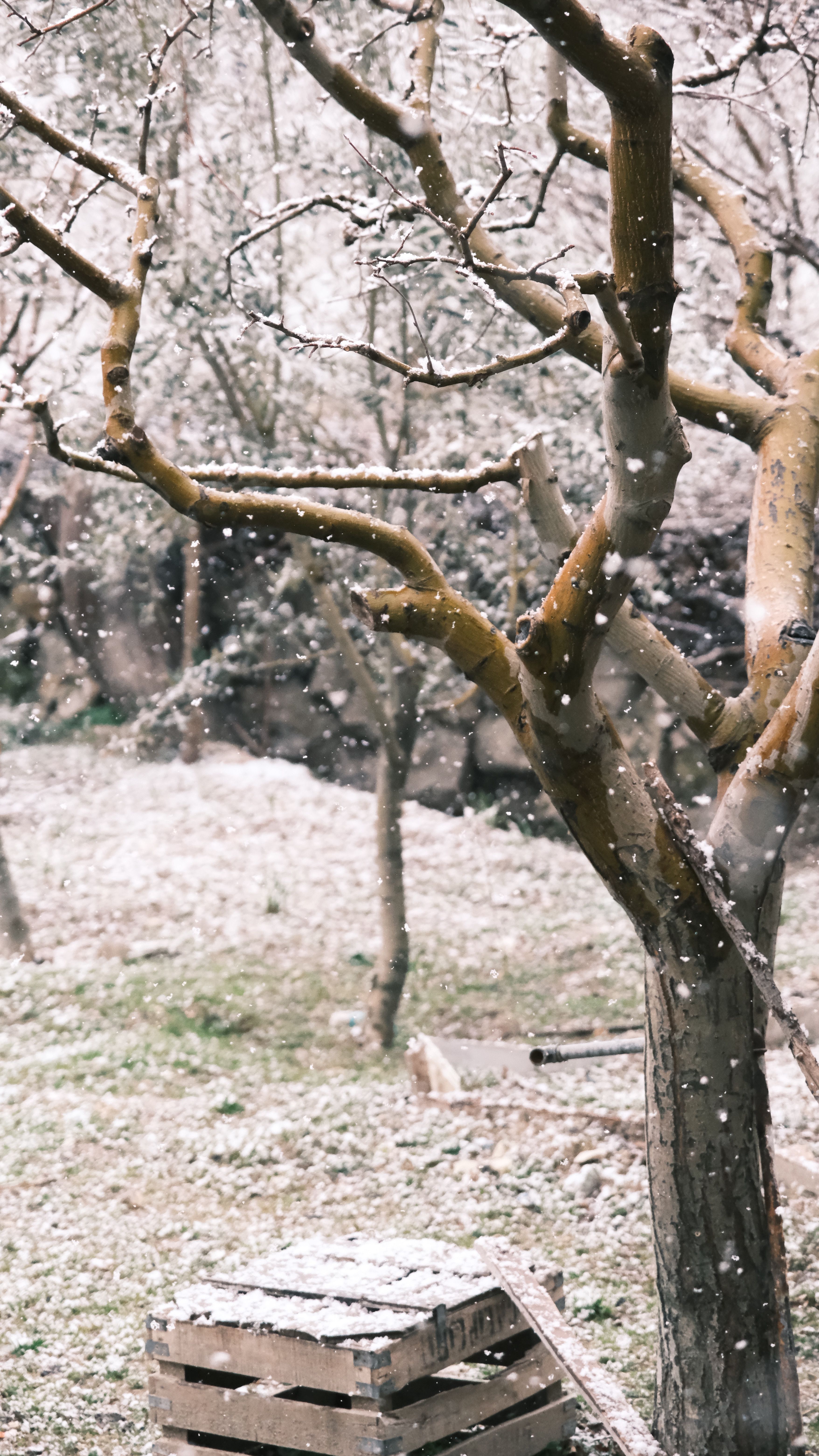 Winter Snowfall on Bare Trees in a Forest Scene · Free Stock Photo
