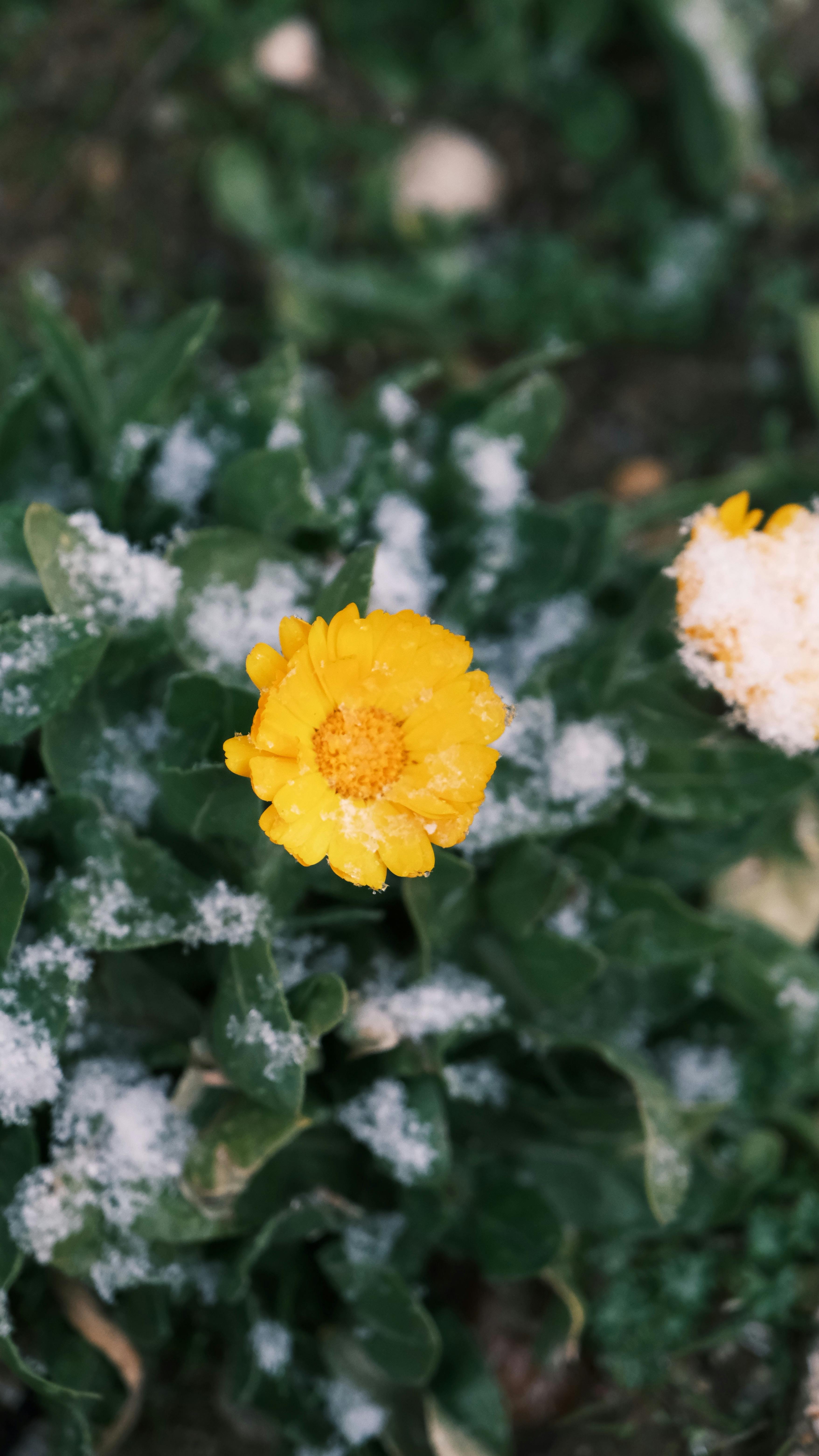 Vibrant Yellow Flower with Snow Dusting · Free Stock Photo