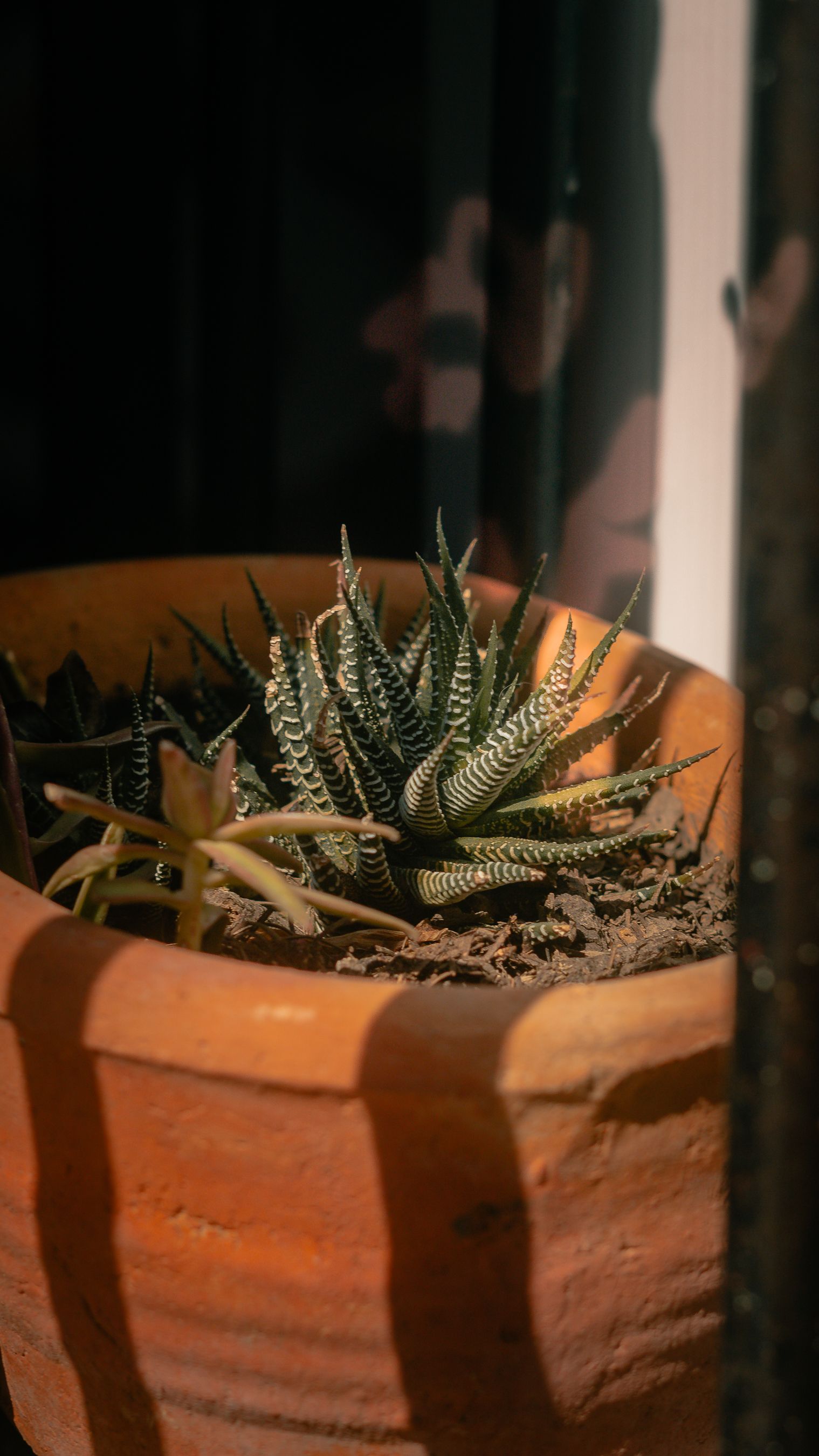 Rustic Potted Zebra Plant on Sunlit Terrace · Free Stock Photo