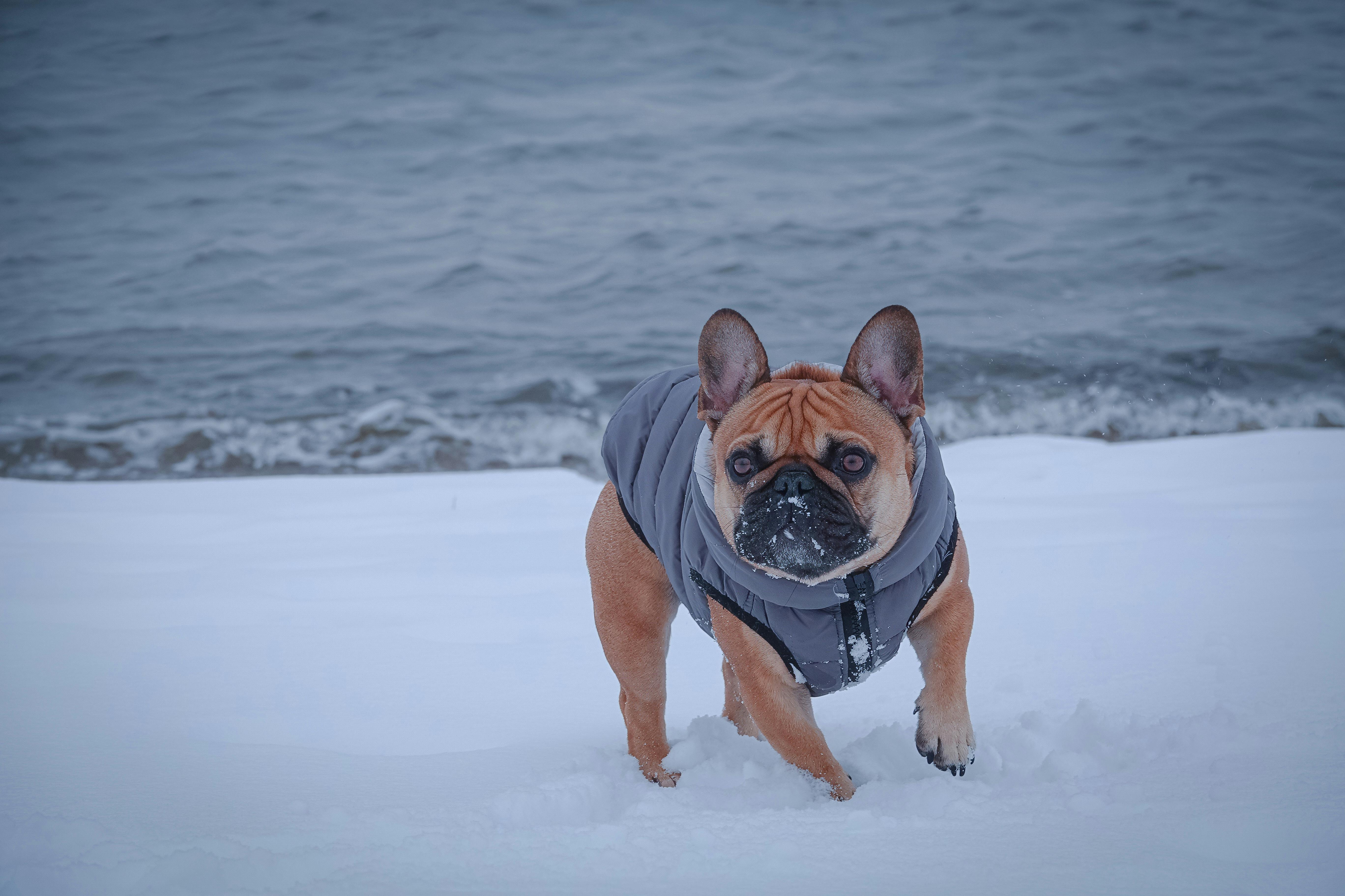 French Bulldog in Winter Coat by Snowy Seaside · Free Stock Photo