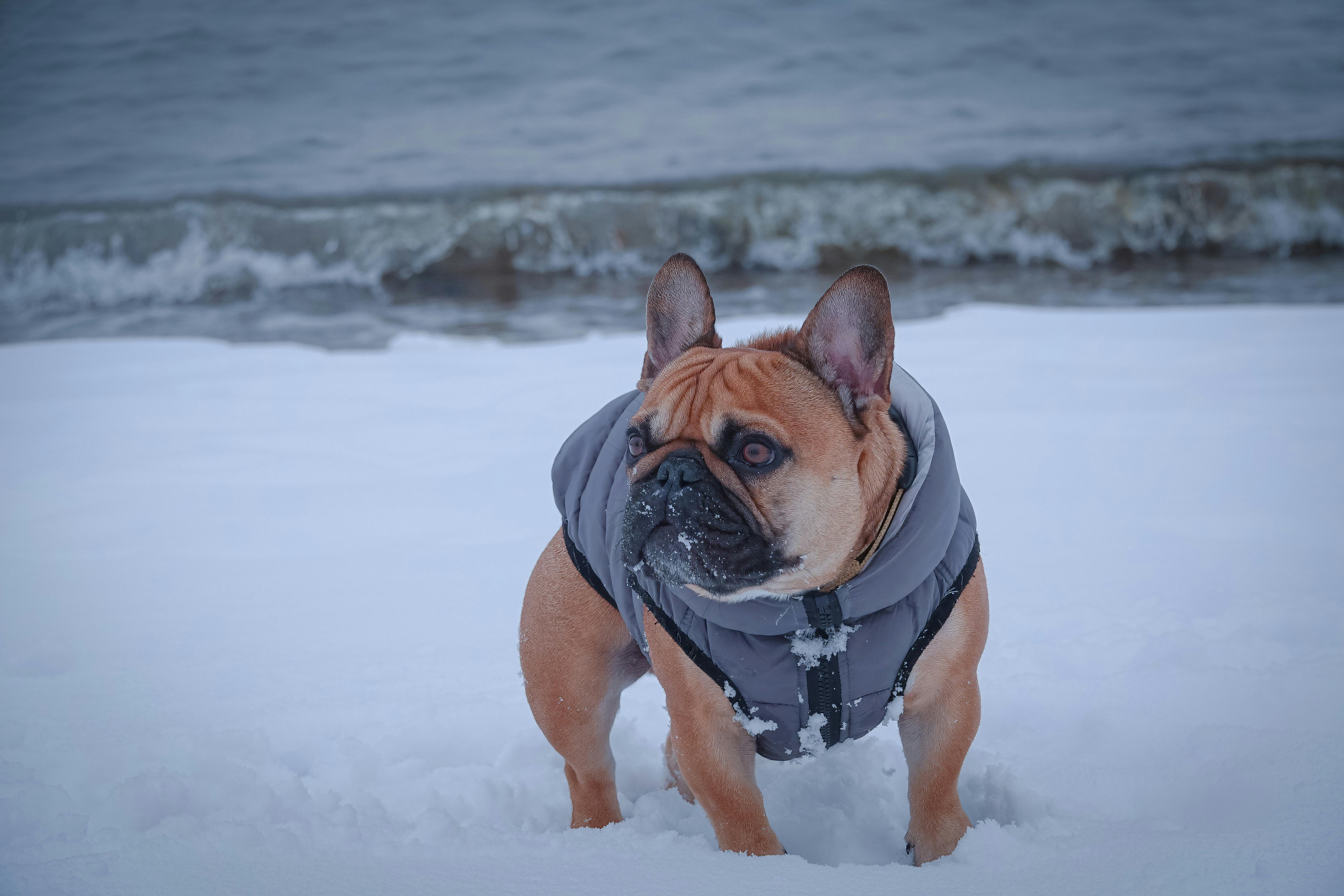 French Bulldog in Winter Snow at Cove Island Park · Free Stock Photo