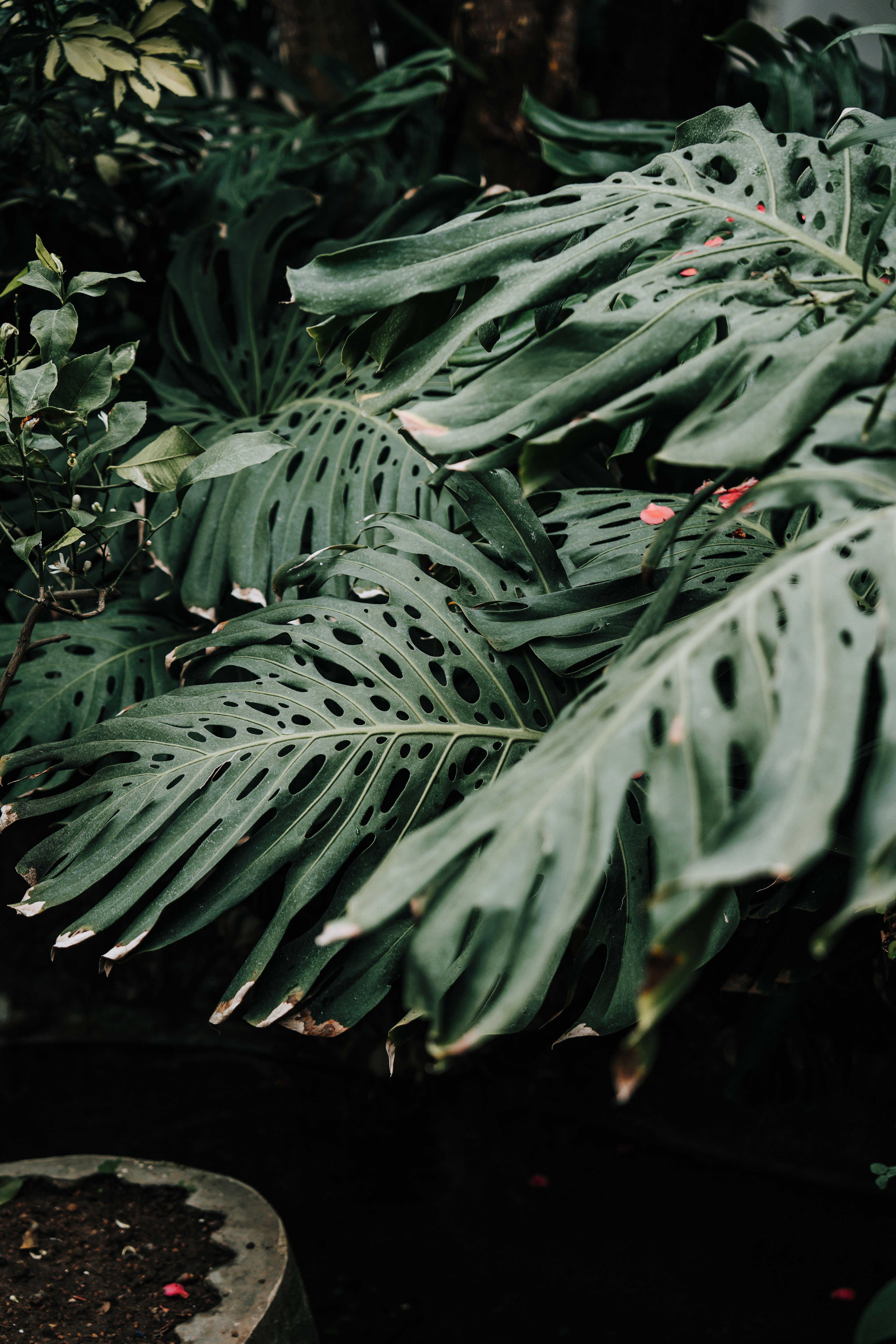 Monstera Blanca Photos, Download The BEST Free Monstera Blanca Stock ...