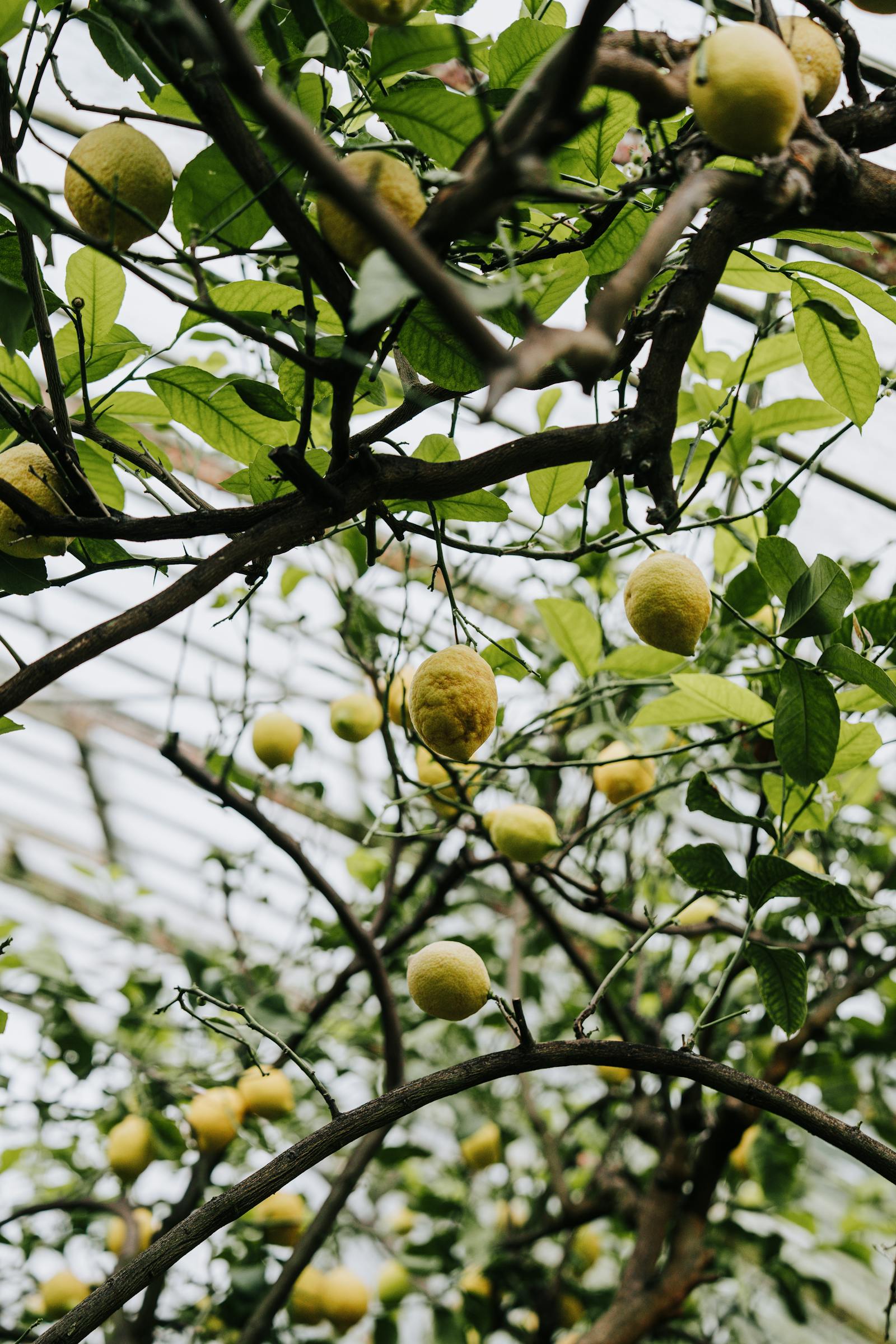 Lemon Tree Photos, Download The BEST Free Lemon Tree Stock Photos & HD ...