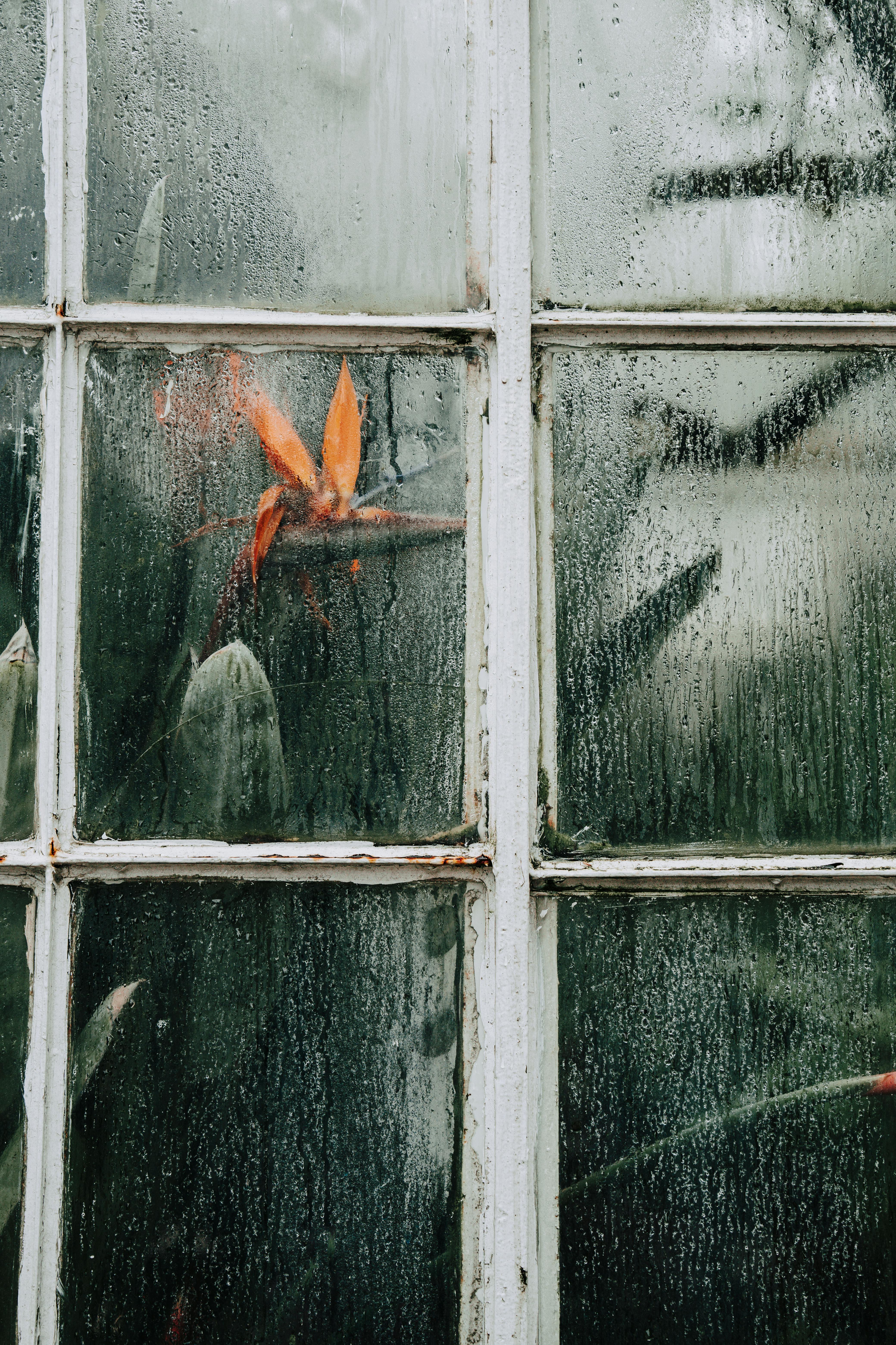 Foggy Window with Orange Bird of Paradise · Free Stock Photo