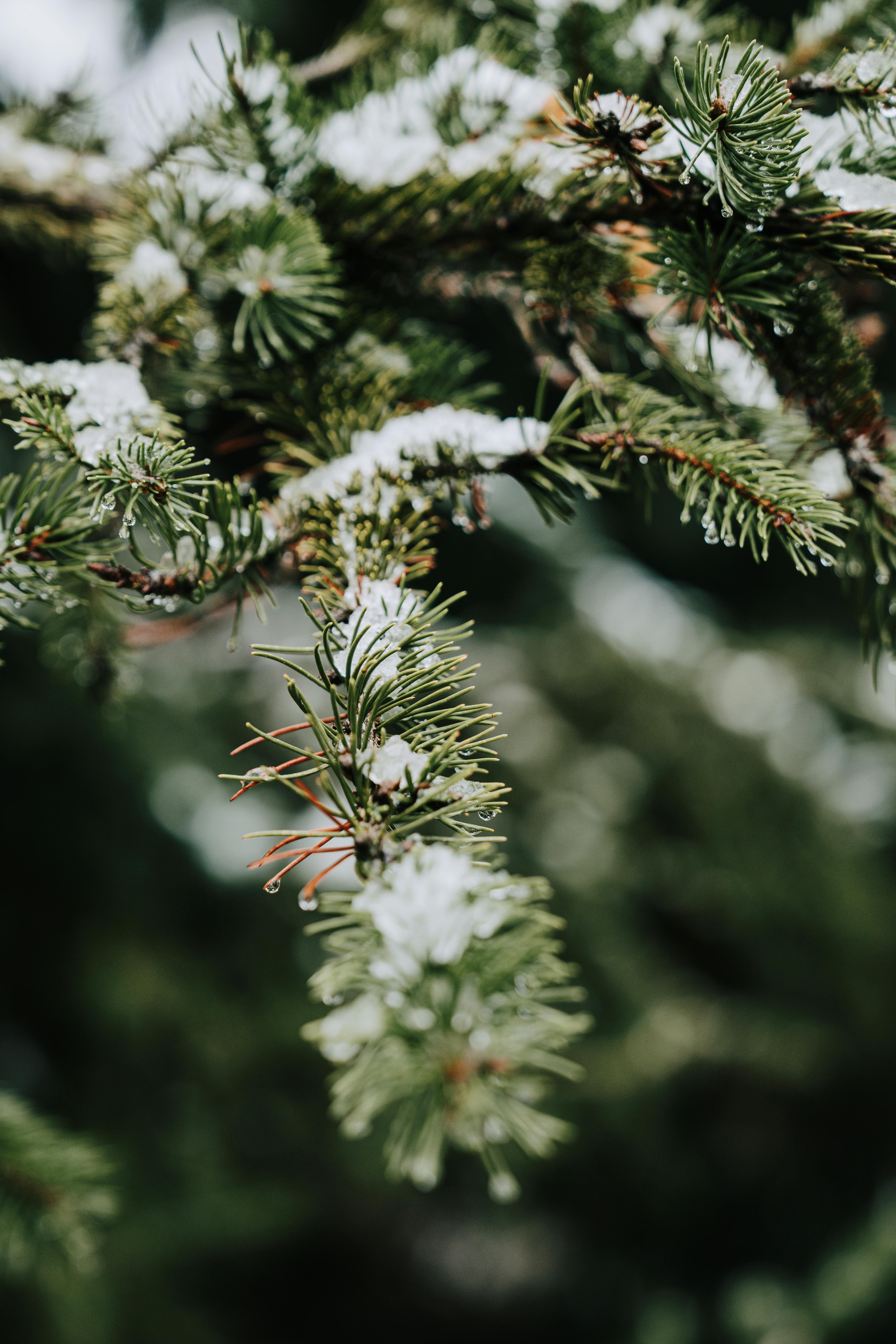Close-Up of Snow-Covered Pine Tree Branch · Free Stock Photo