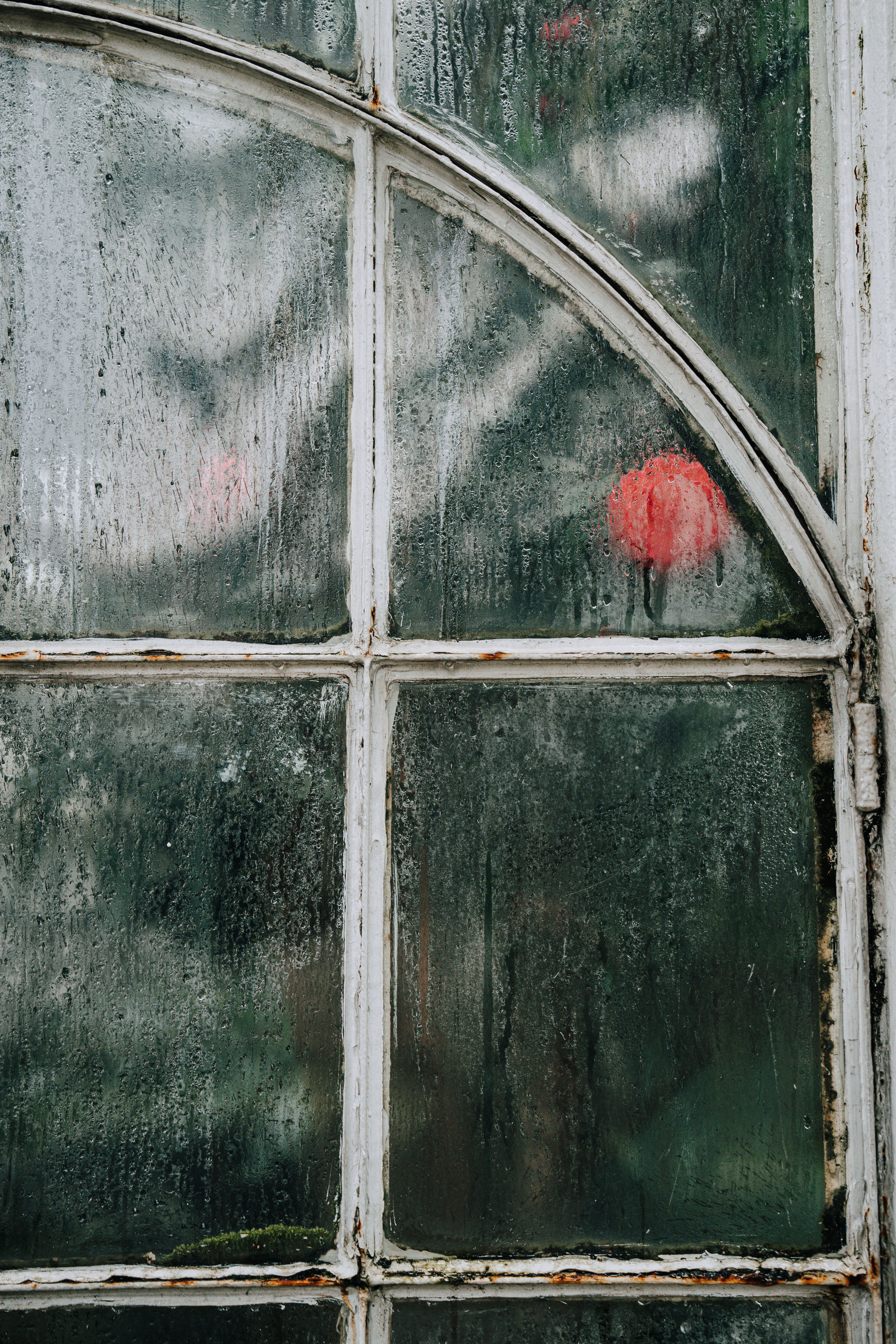 Rustic Window with Dewy Glass and Plants · Free Stock Photo